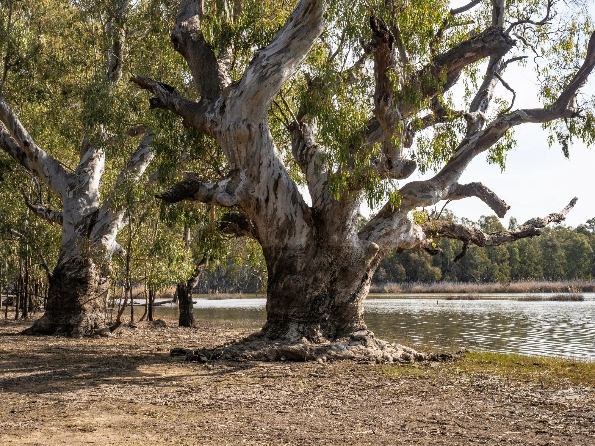 ISA Certified Tree Arborist for Professional Services