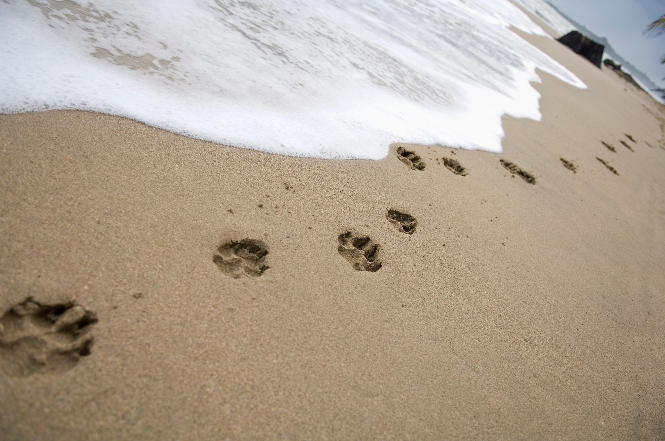 Home | Pet Grooming Services at Ruff Life Maui