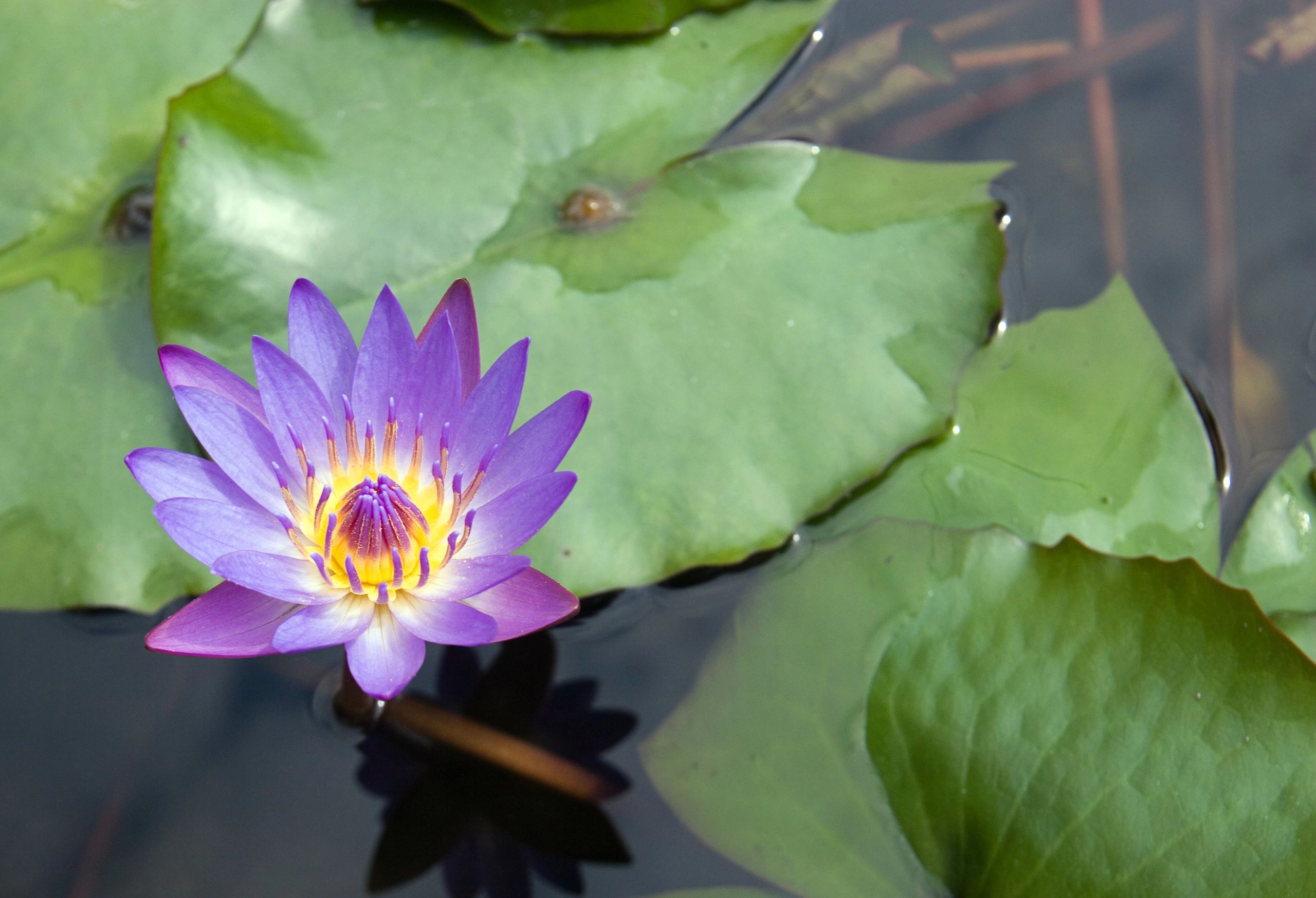 Lotus Life Functional Wellness