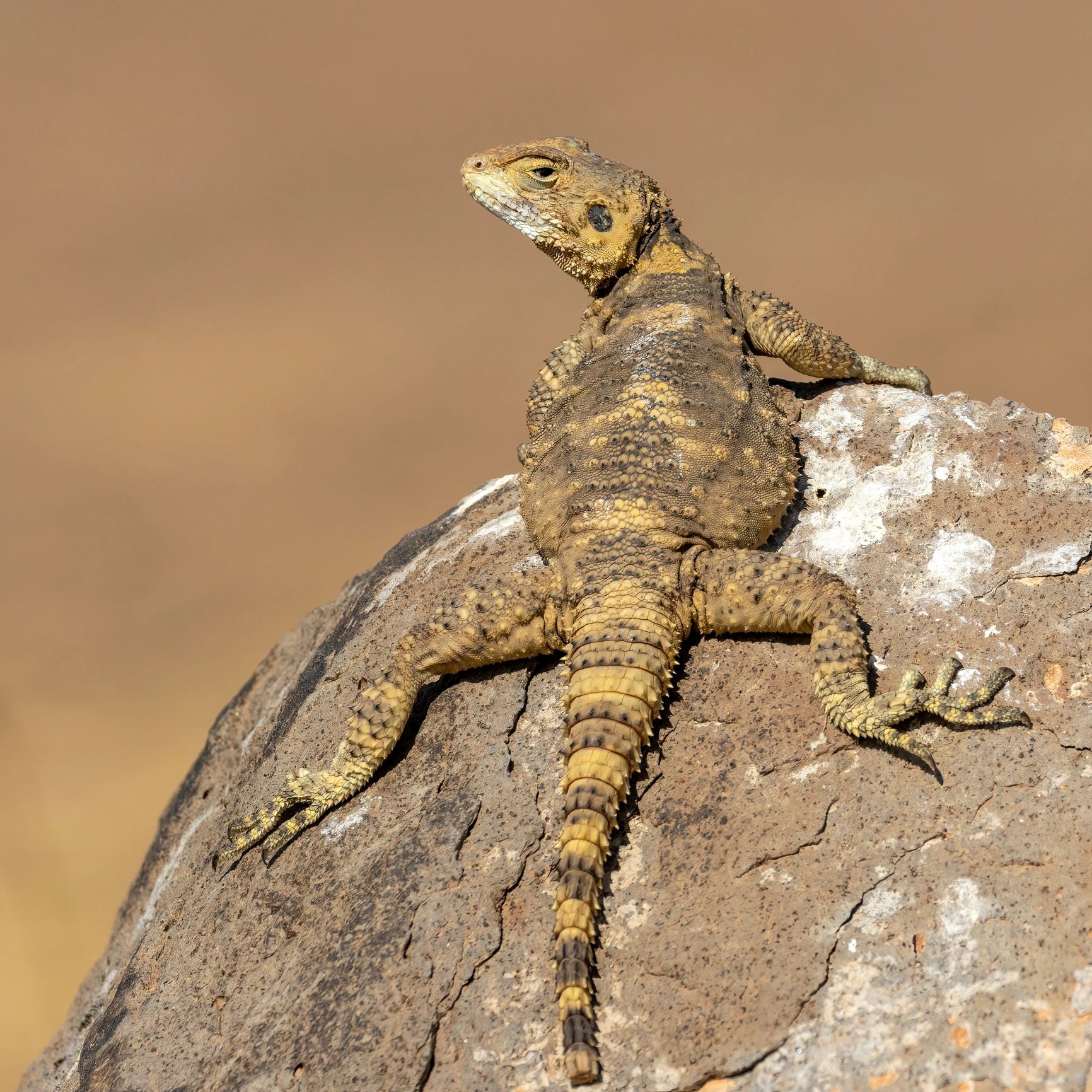 Reptiles India Wholesale Distributors