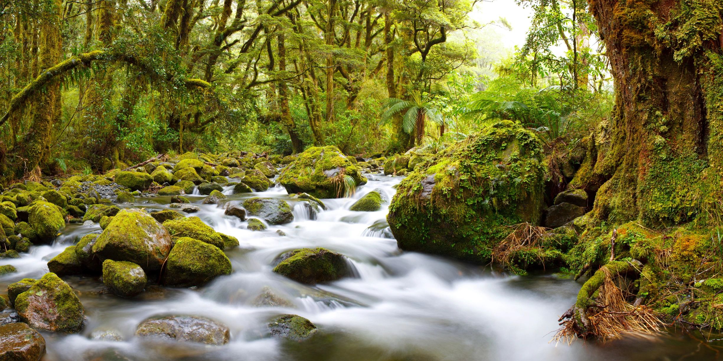 Tourist Guide in Ketchikan, Alaska | Emerald Forest Tours