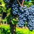 Festival of Grapes
