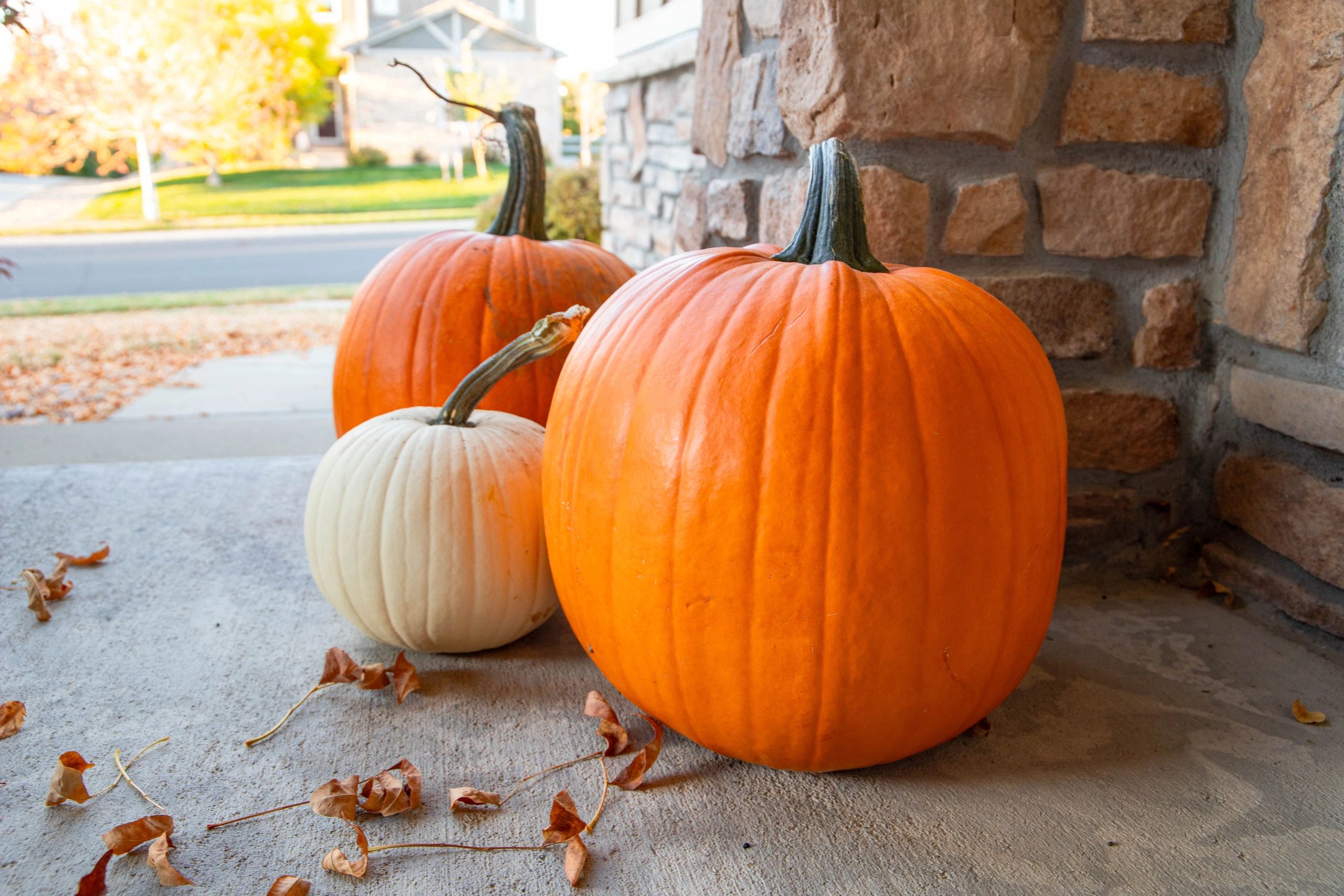Pumpkin Delivery for Seasonal Decorating & Design