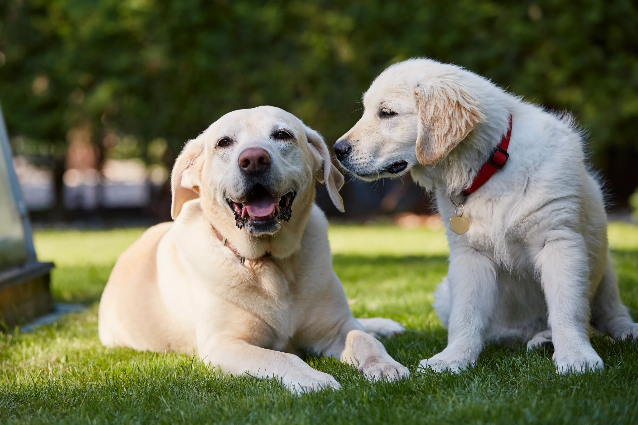 Top Labrador Retrievers for Families in Central Texas
