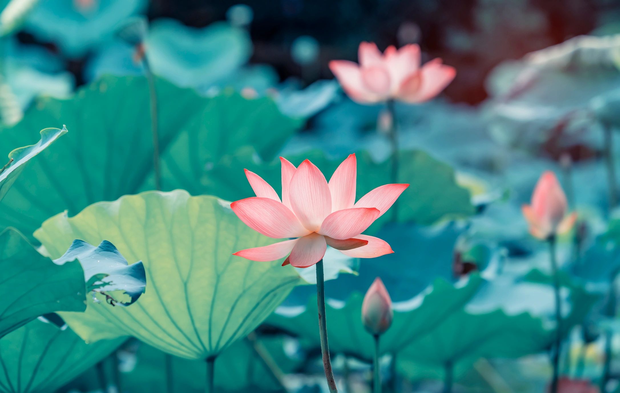 Finding Peace In Me