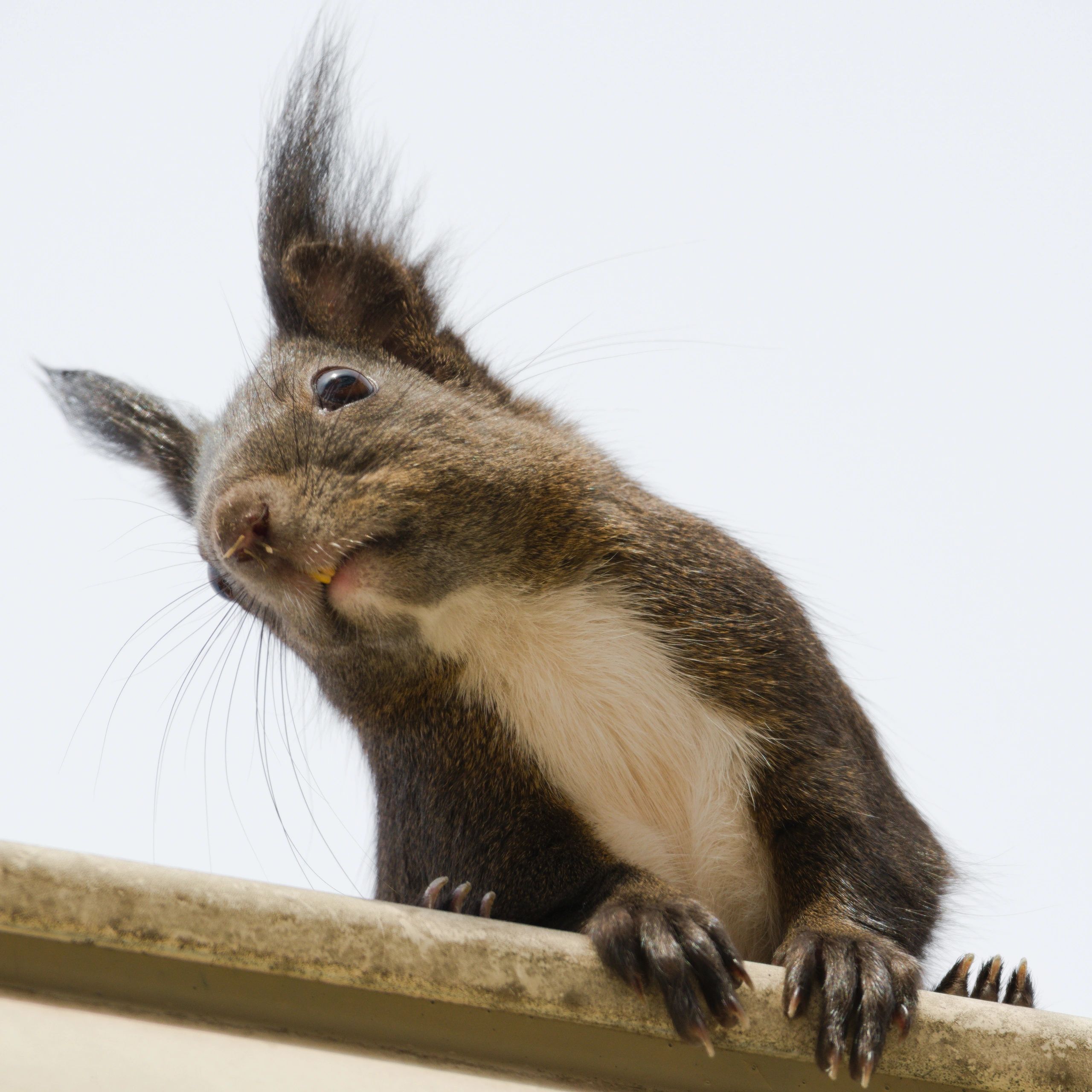 Nuisance Animal Removal in Liberty and Greater Kansas City Metro Area