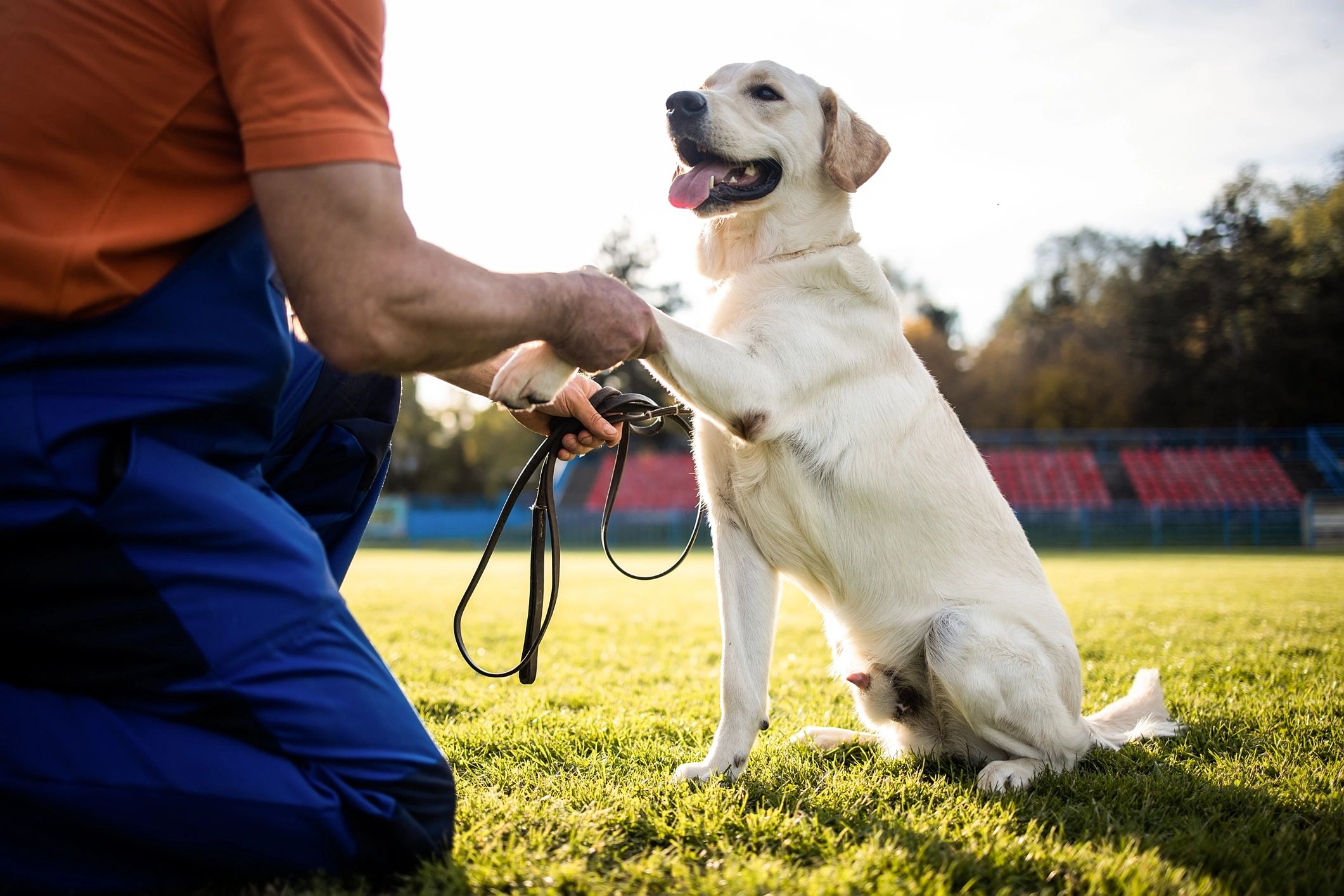 Top Pet Trainer for Effective Dog Training