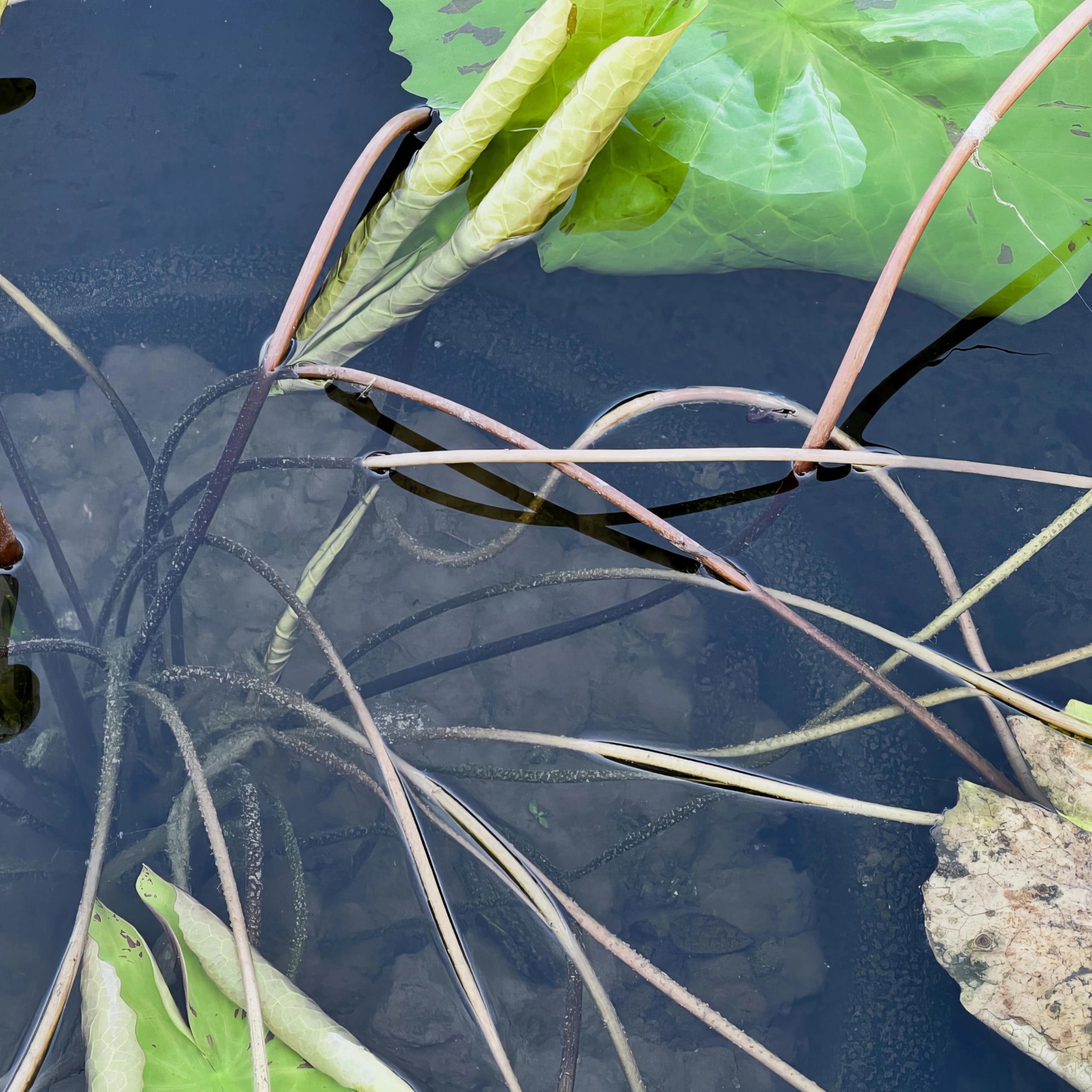Muck and Mire pond cleaning