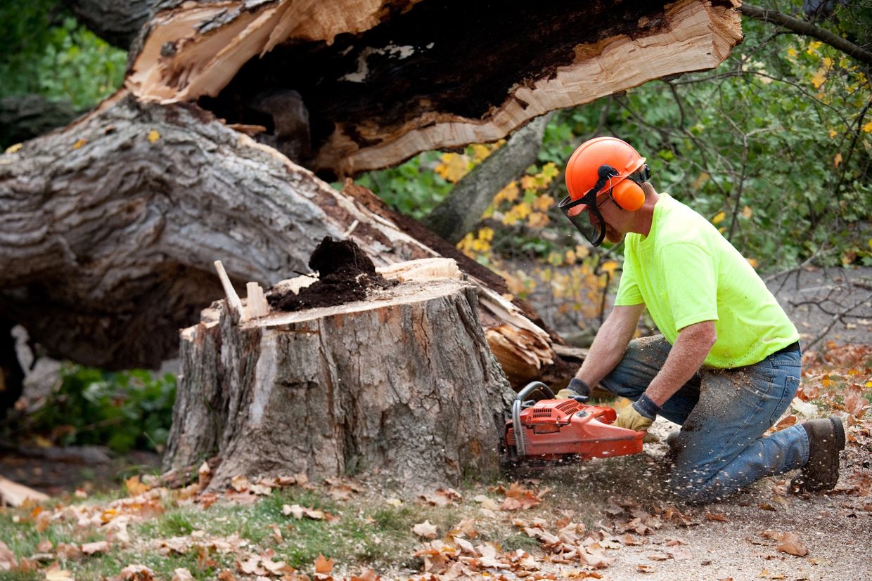 Small Tree and Stump Removal Experts | Free Estimates