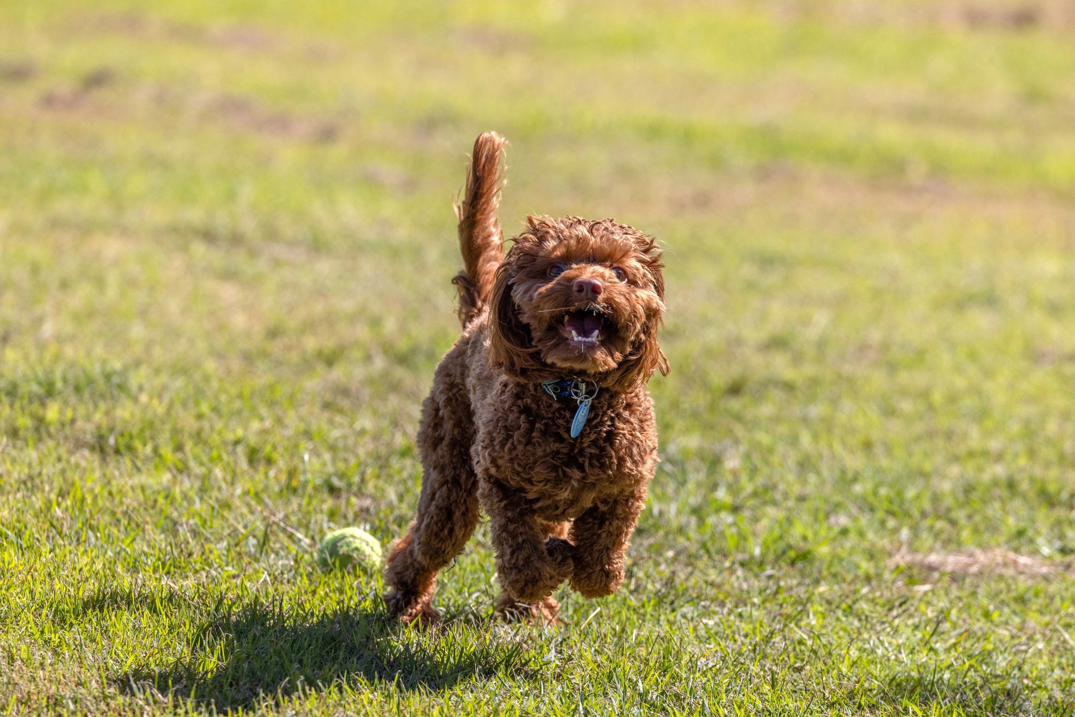 Ralphy Roo the Cavapoo