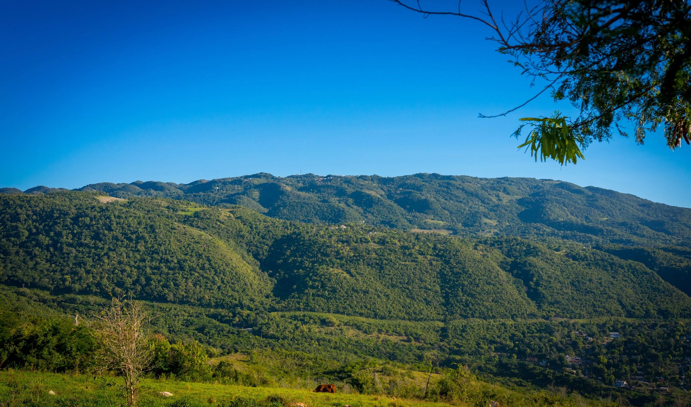 Jamaica/Accompong Connection of Minnesota