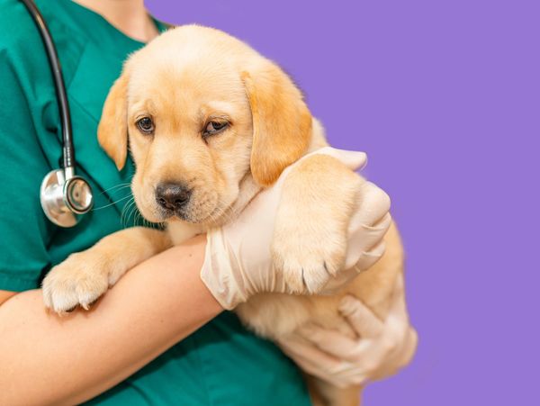 Brown Veterinary Services - Your Trusted Mobile Veterinarian Office