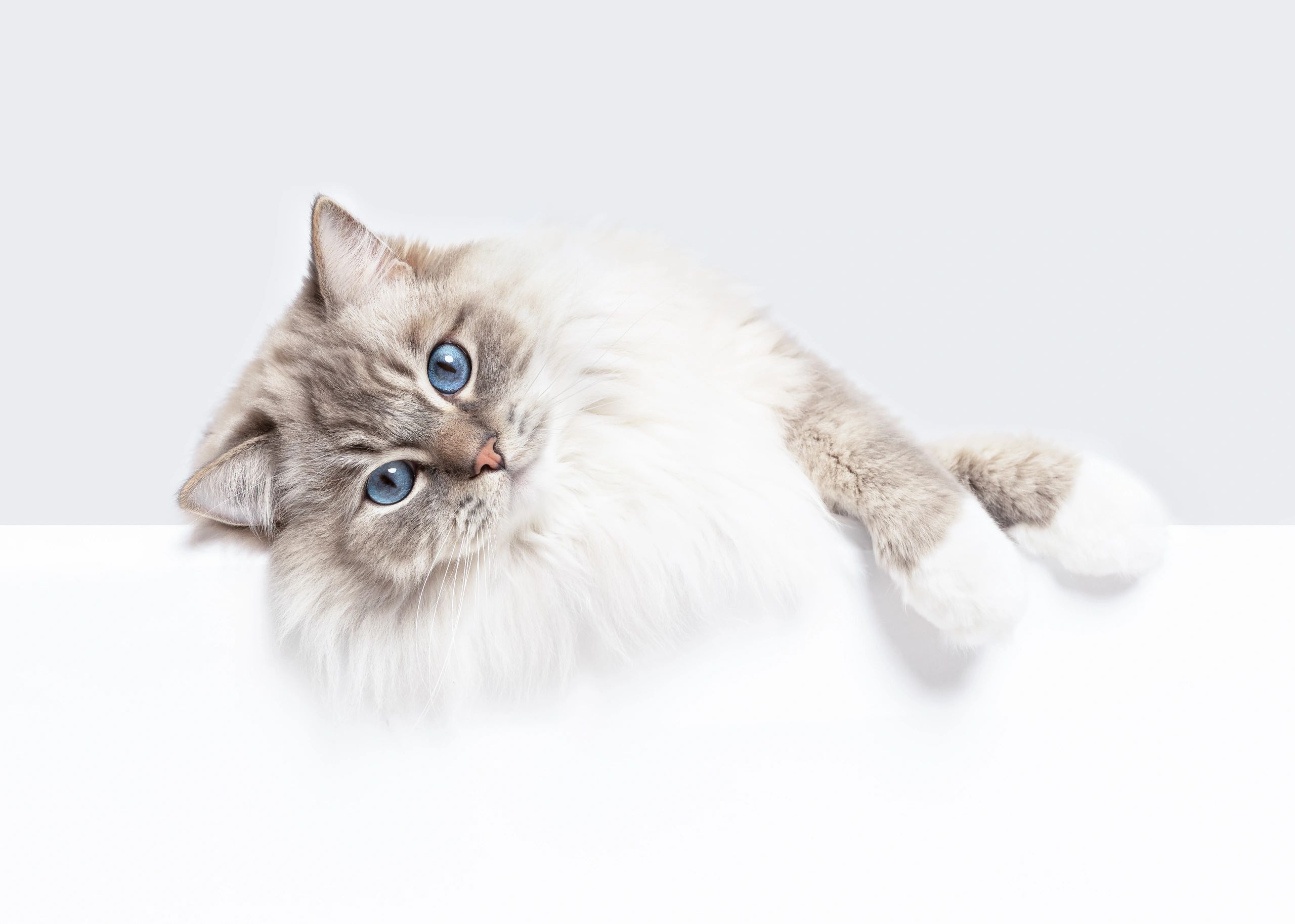 Cat Grooming - Pet Paradiso Cat Salon Peterborough