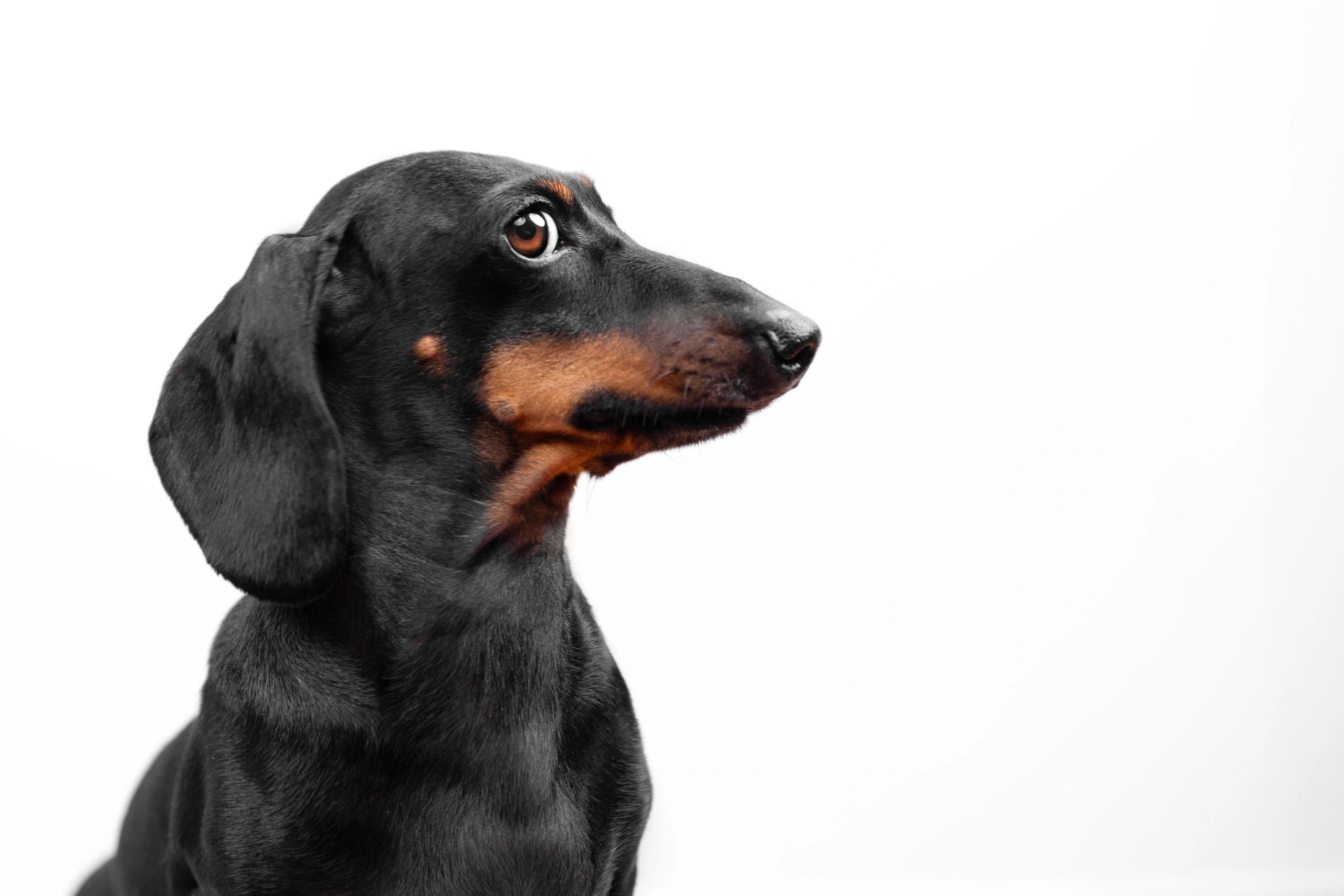 Mini Dachshund R Us