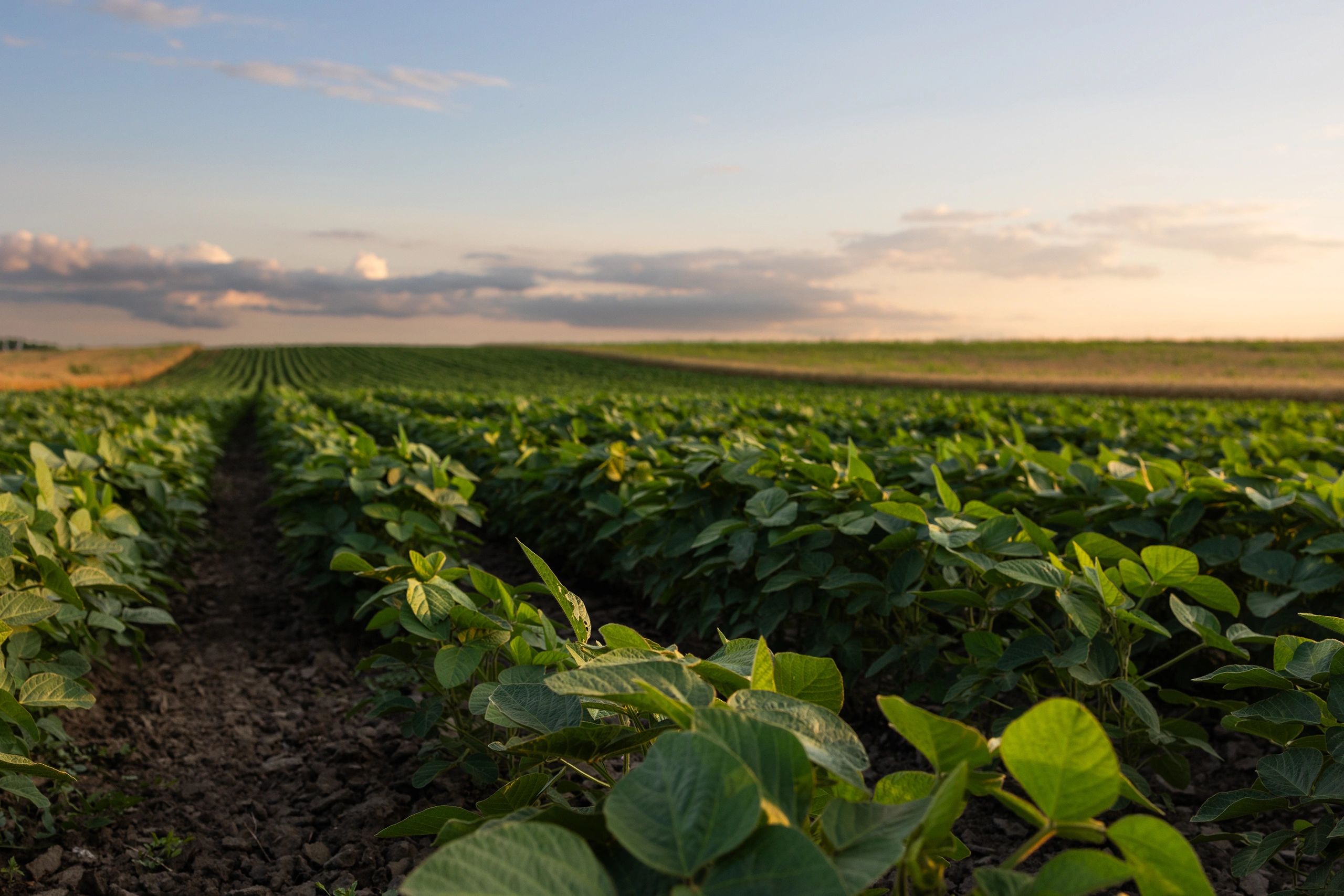 Effective Conservation Strategies For Sustainable Futures