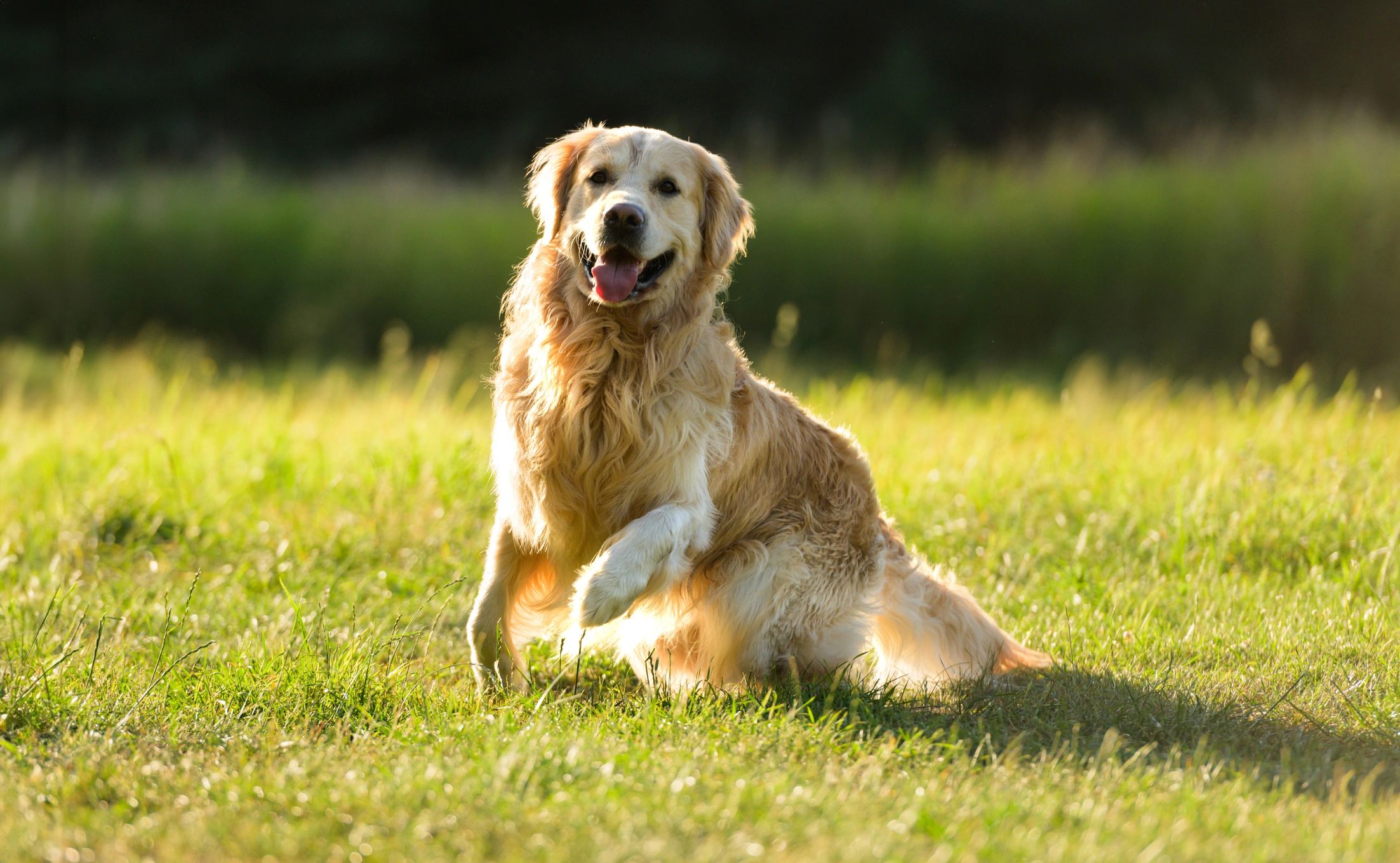 Golden Guardian Rescue