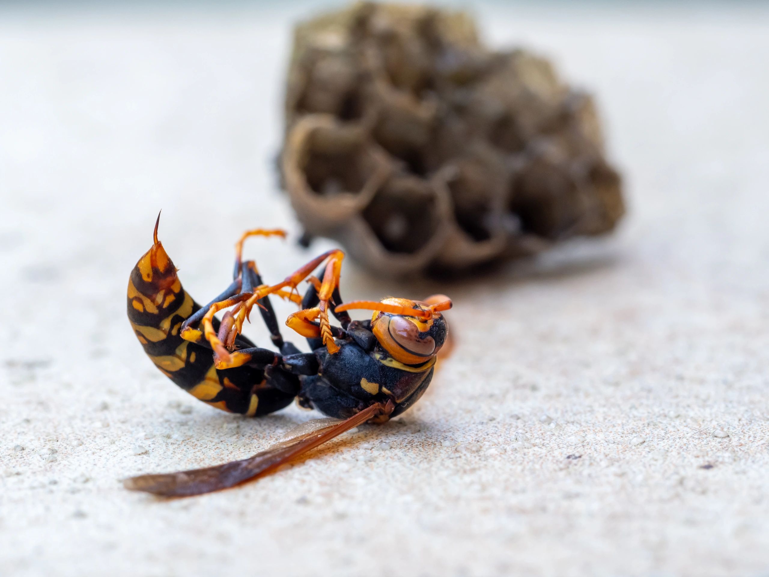 Actiguard Pest Control in Fishkill, New York