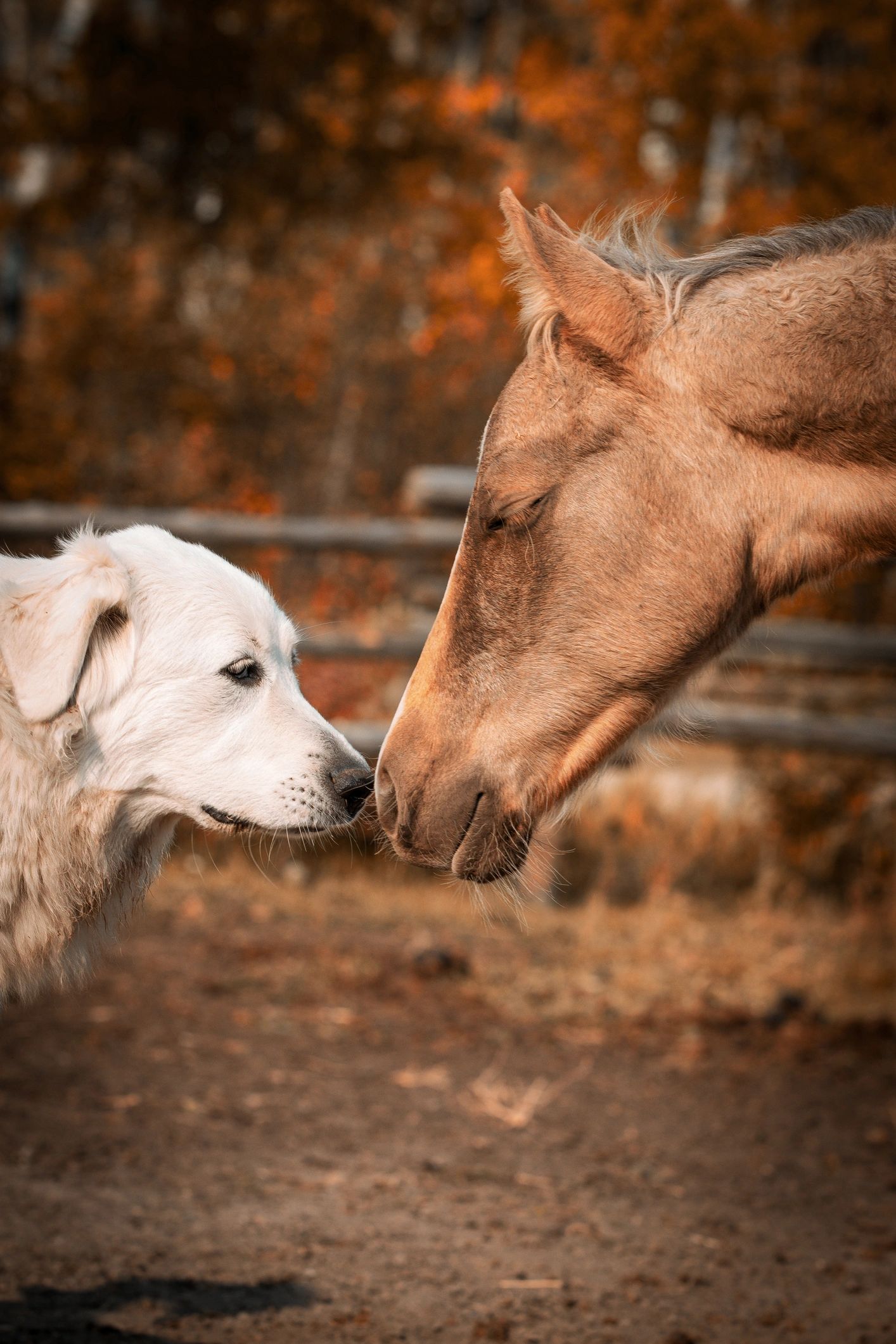 Texas Horse Surrender - Black Barn Rescue