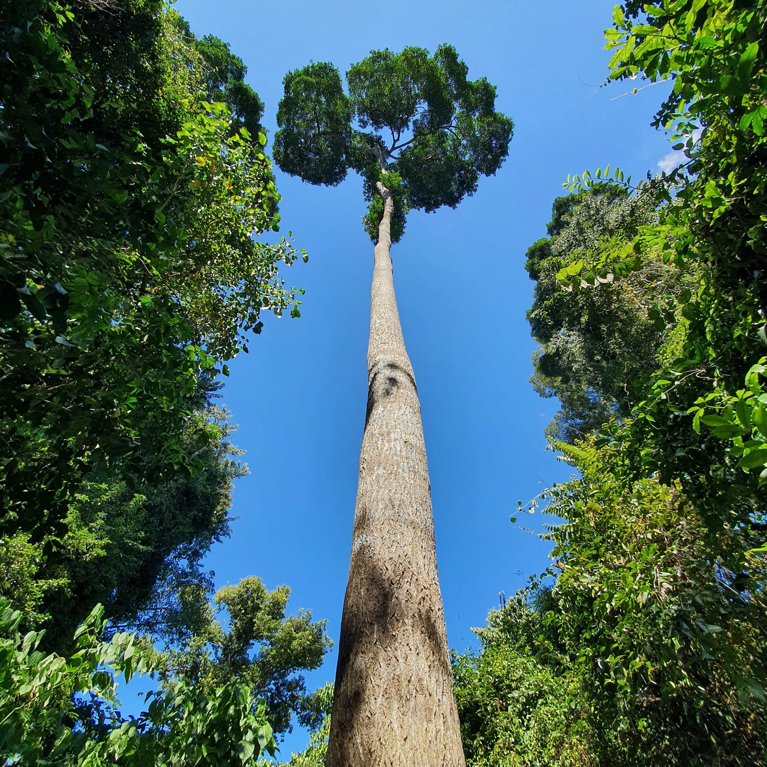 Aerial Tree Services | Crane Services for Your Needs