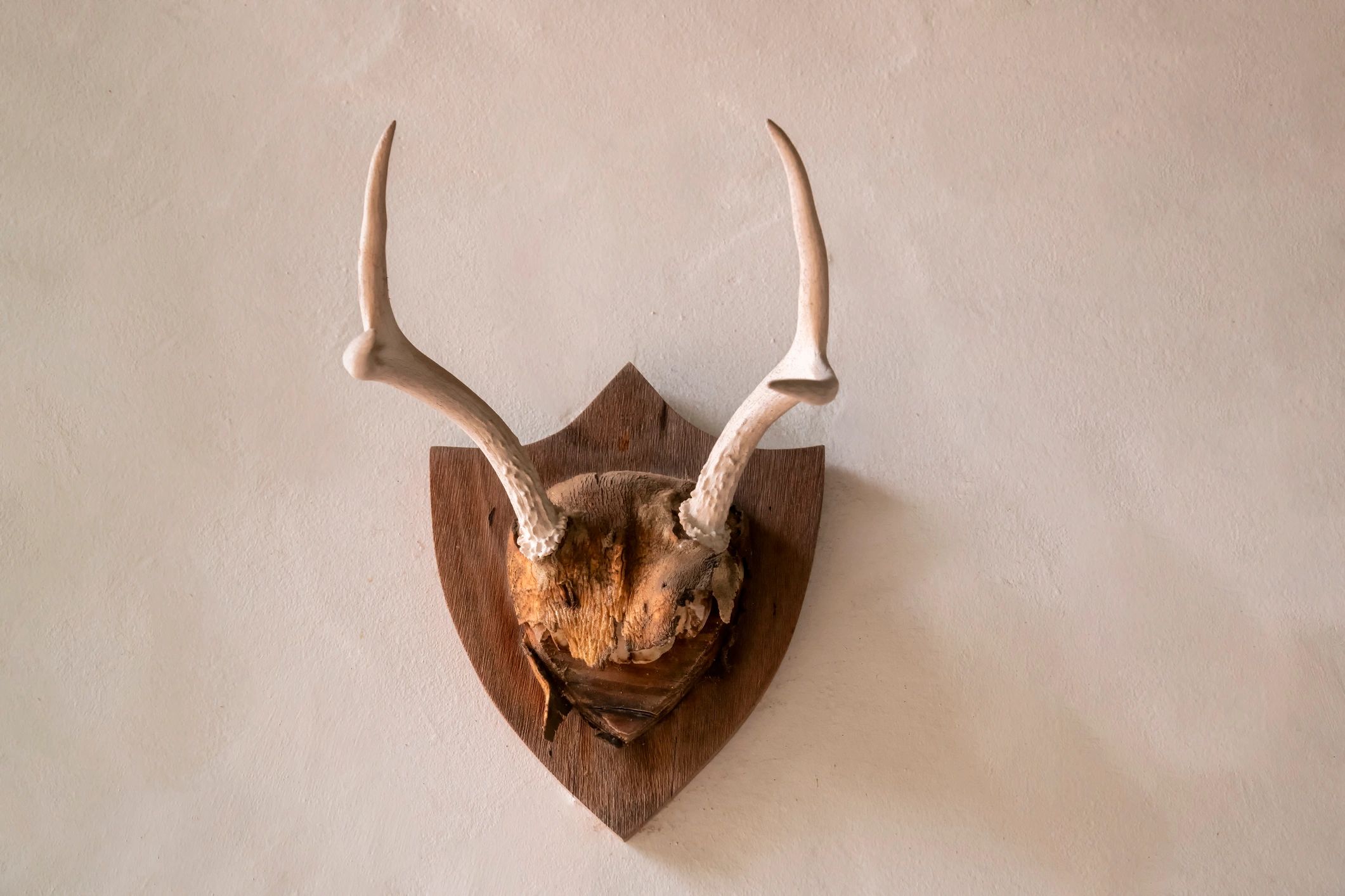 South Texas Bone Works