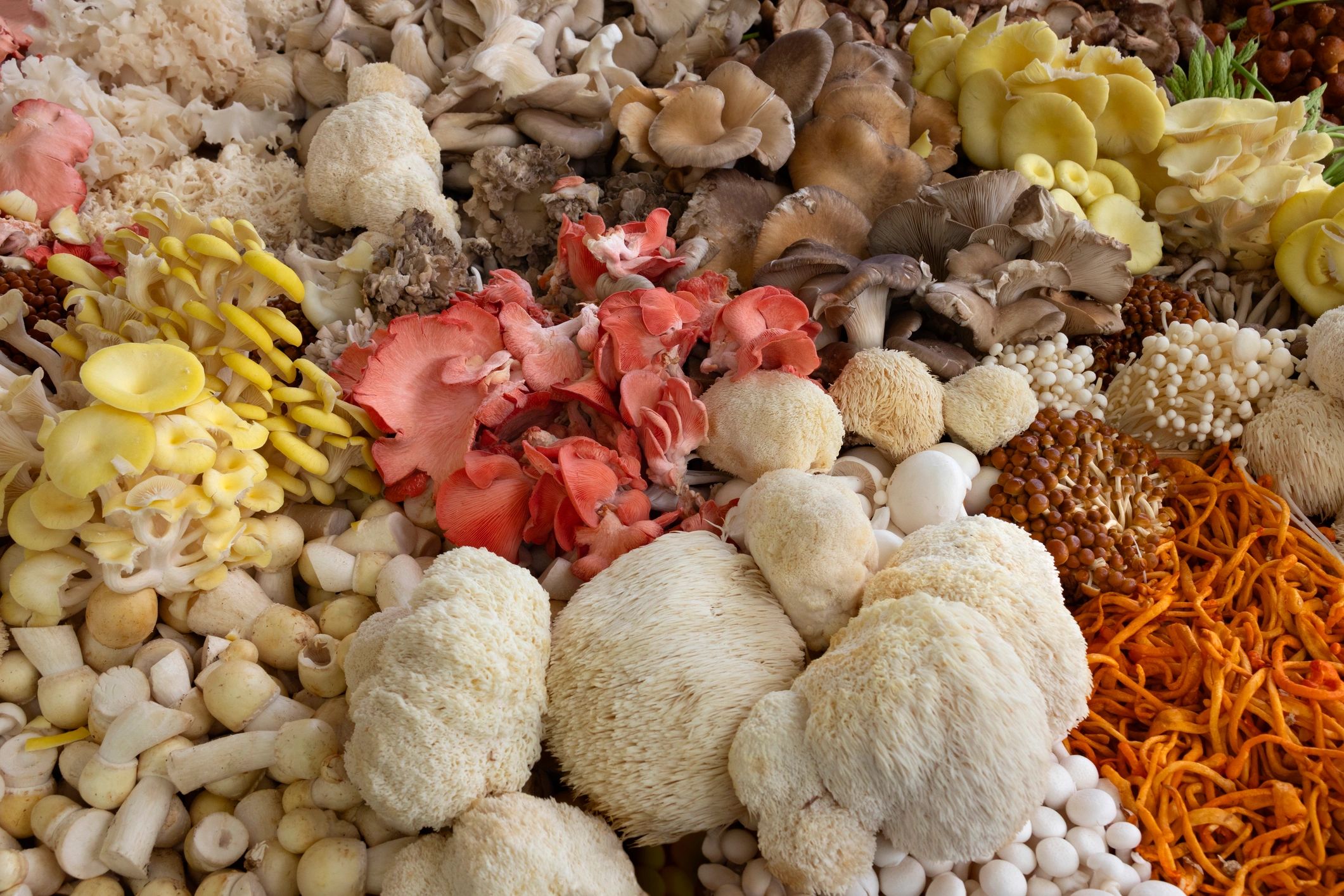 Fresh Beautiful Gourmet Mushrooms and Mushroom Growing Kits by Berry ...