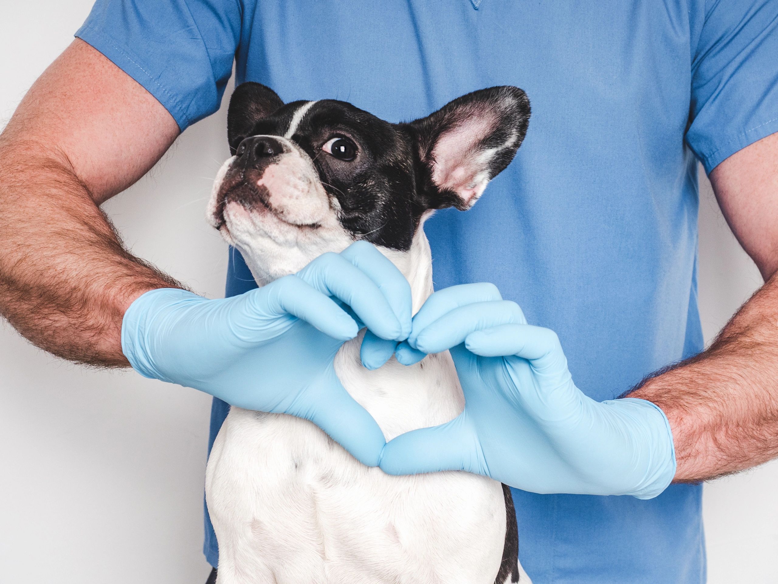 Compassionate Veterinary Care for Dogs and Cats