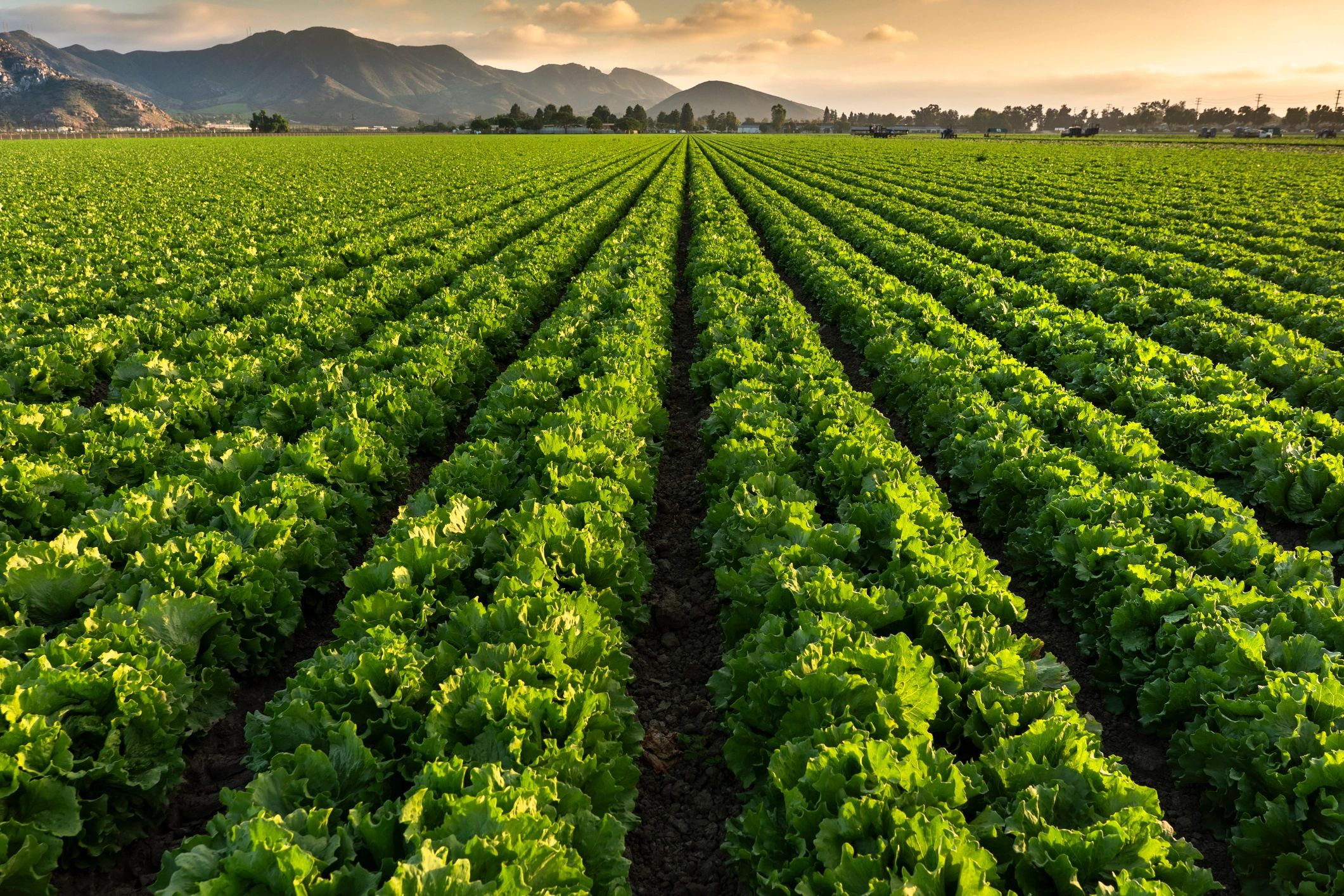 Fresh Produce Group LLC