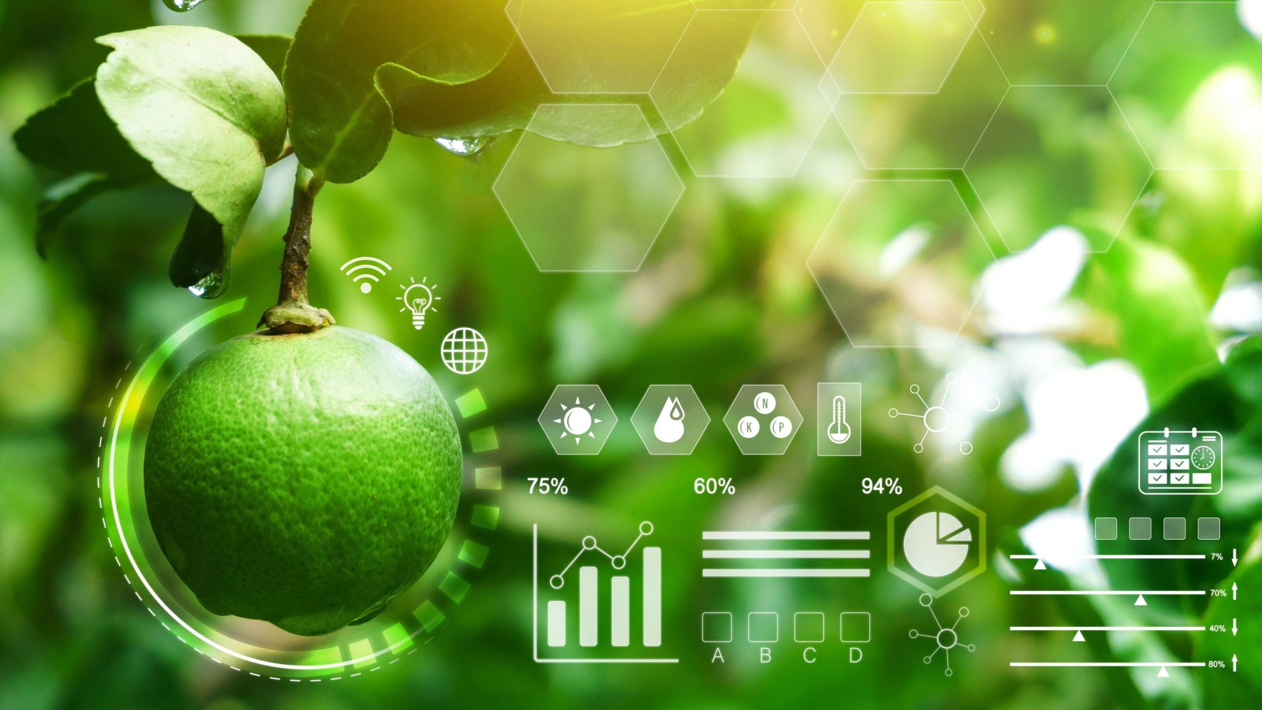 New Universal Management