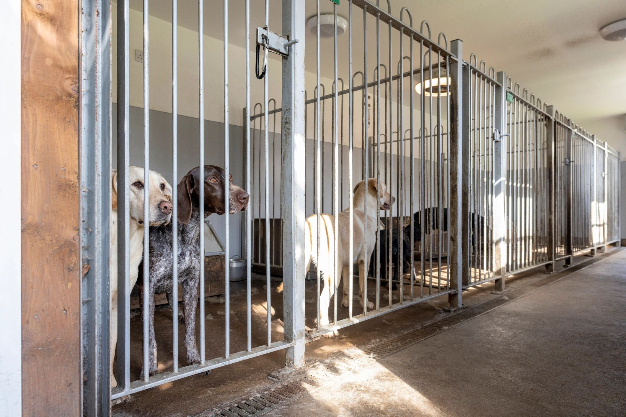 Soft Paw Kennel - Soft Paw, Available Puppies