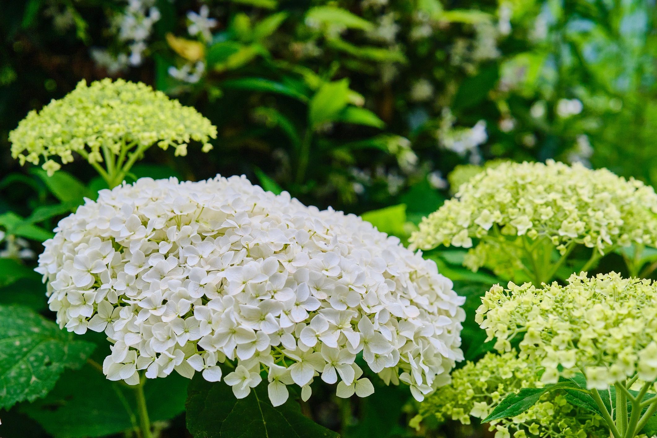 HOME [envisionlawnlandscape.com]