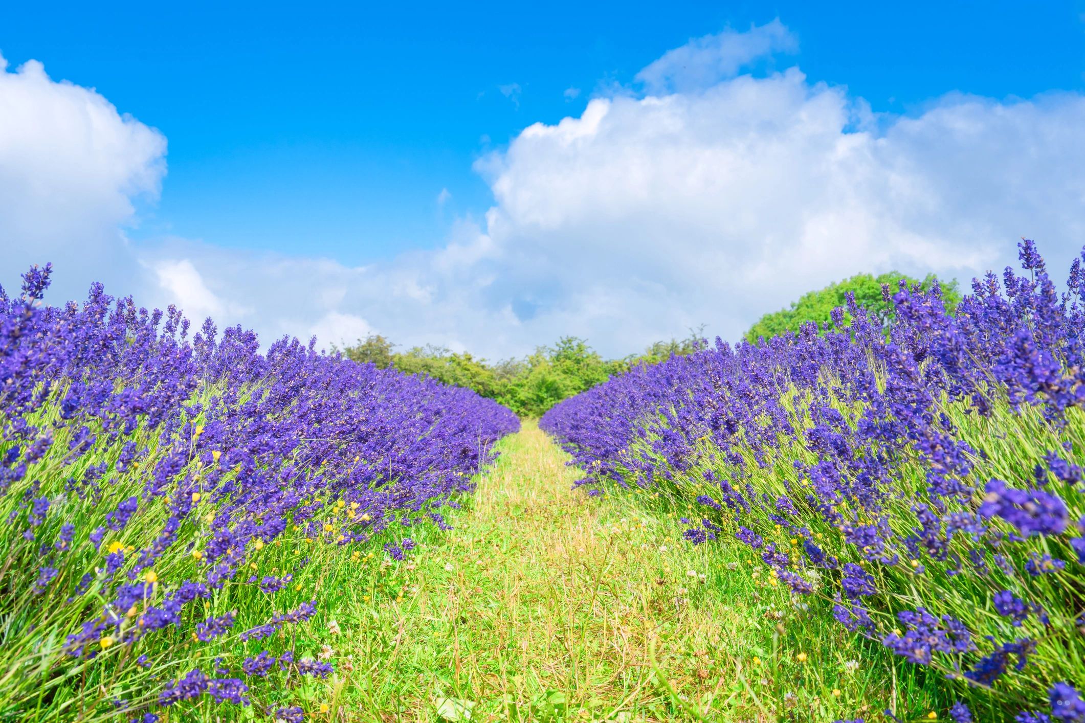 Lavender Breeze Farm