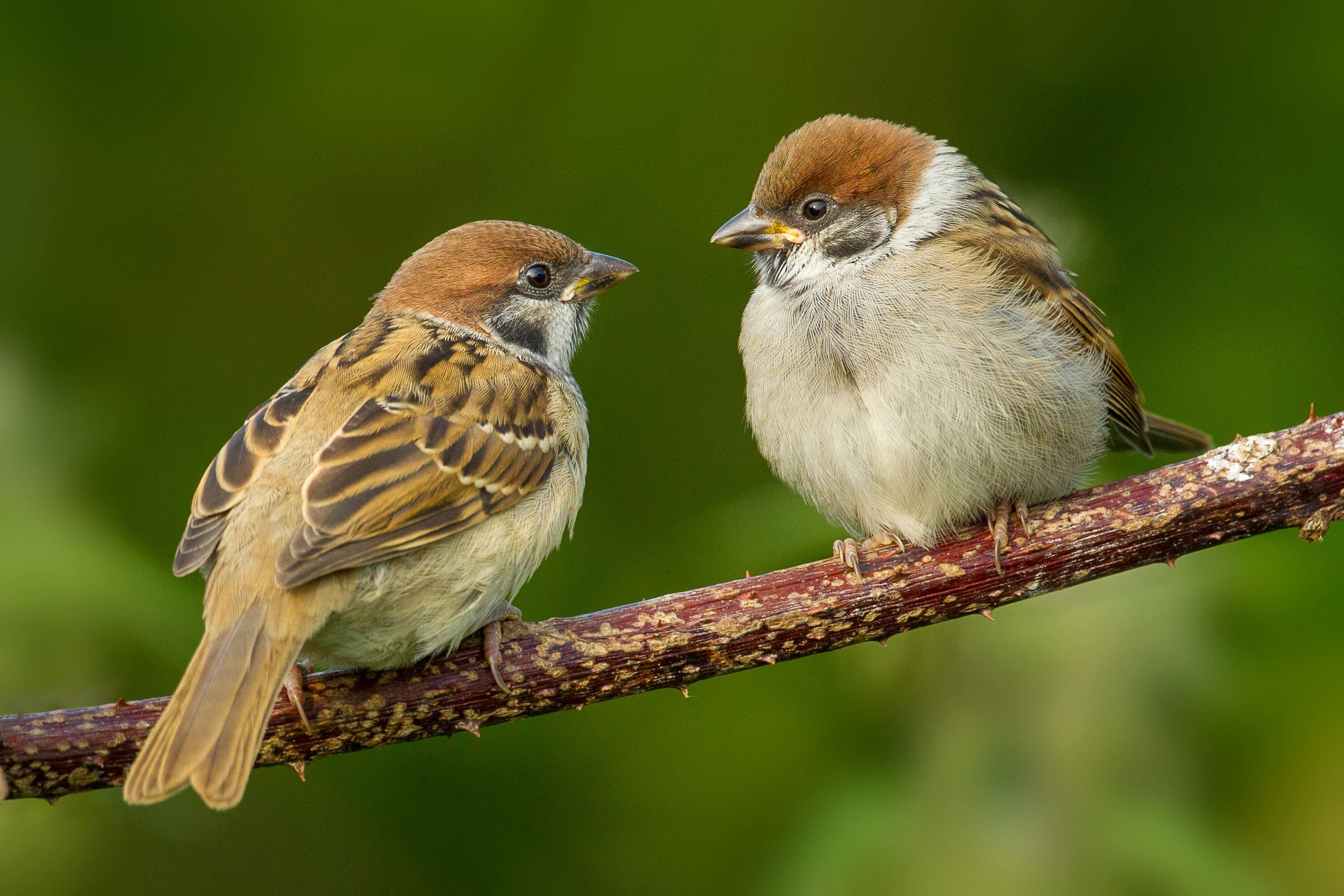 Sparrow Partners LLC