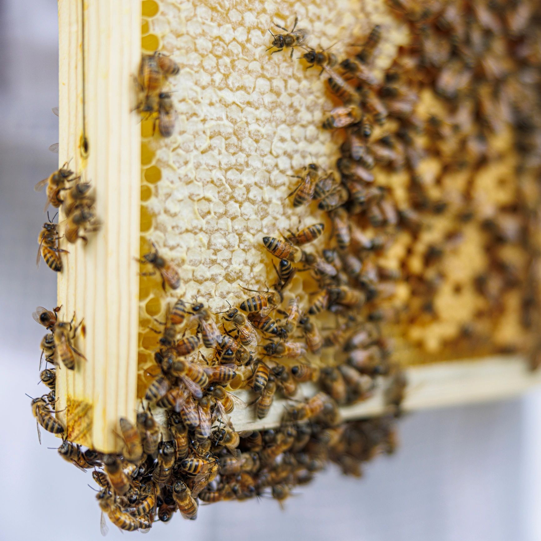 Imma Bees