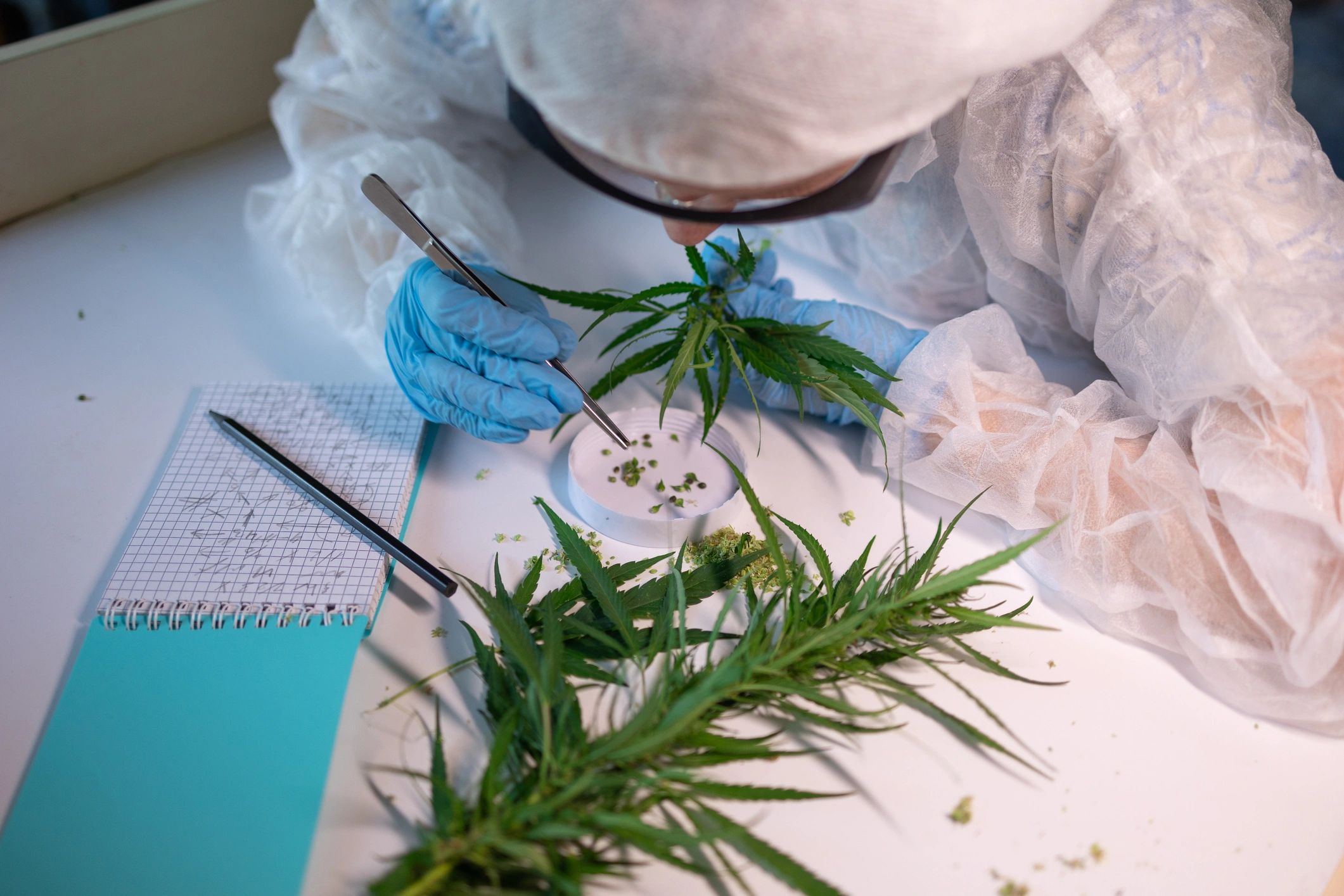 Essential Tips for Preserving Cannabis Genetics