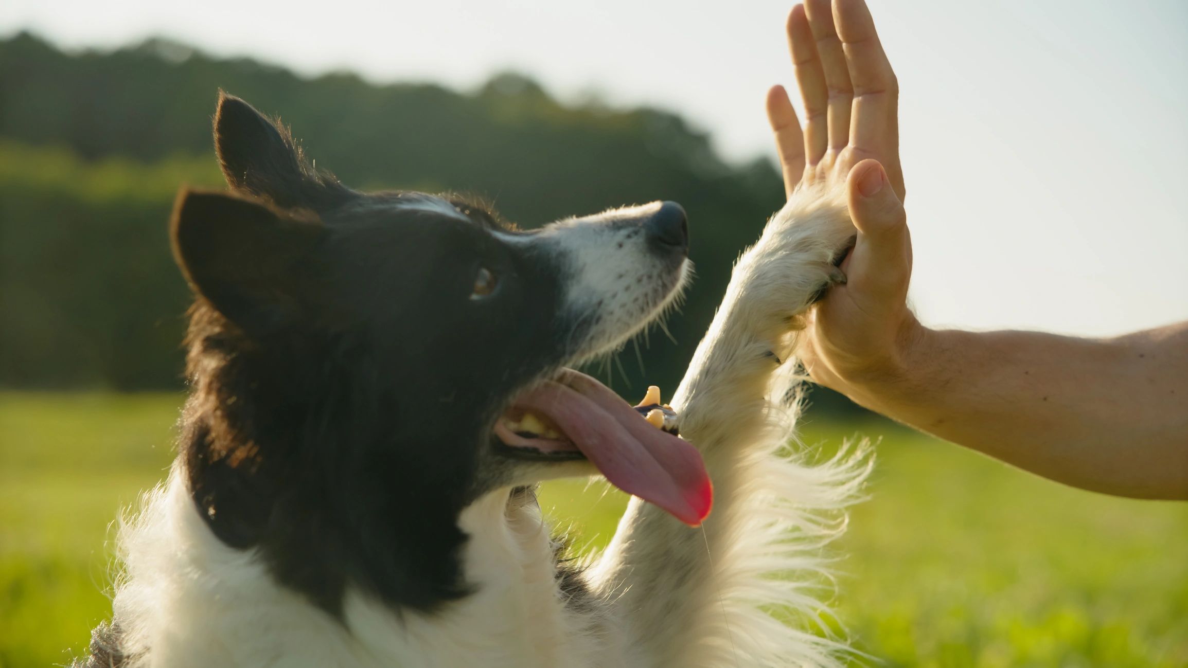 Woof Den Rescue| Working Dog Rescue and Sanctuary