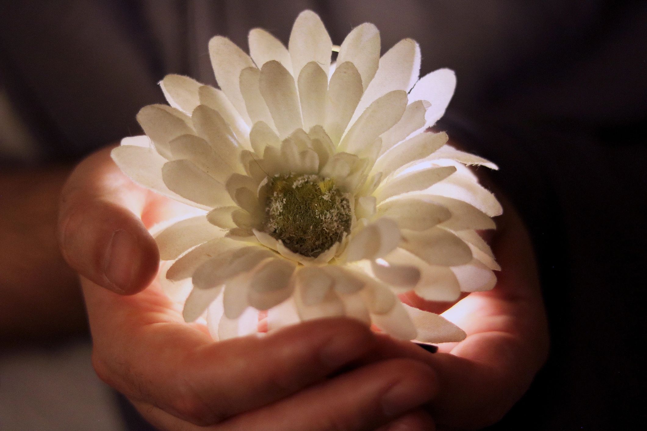 Home | Energy of Love Reiki