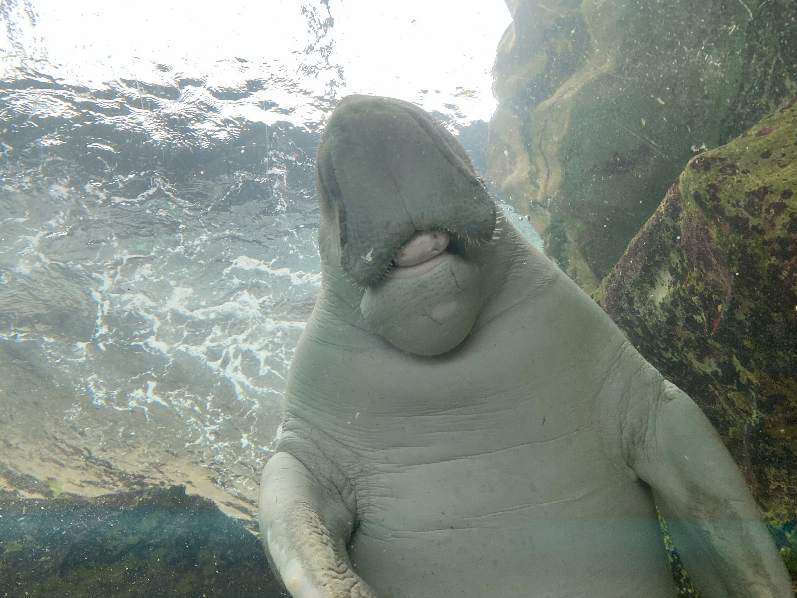 Swim with Manatees: Unforgettable Tours Await