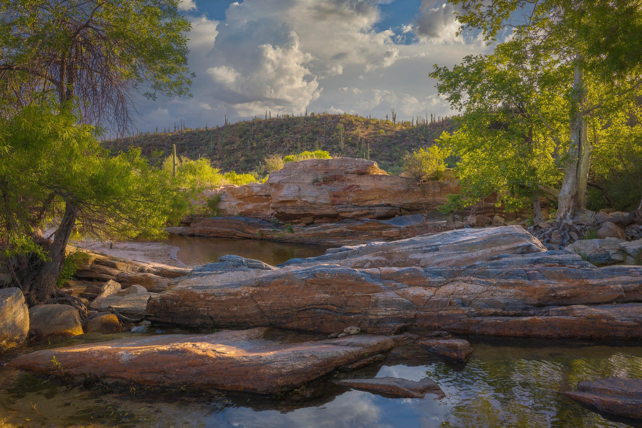 About | Southern Arizona Water Users Association