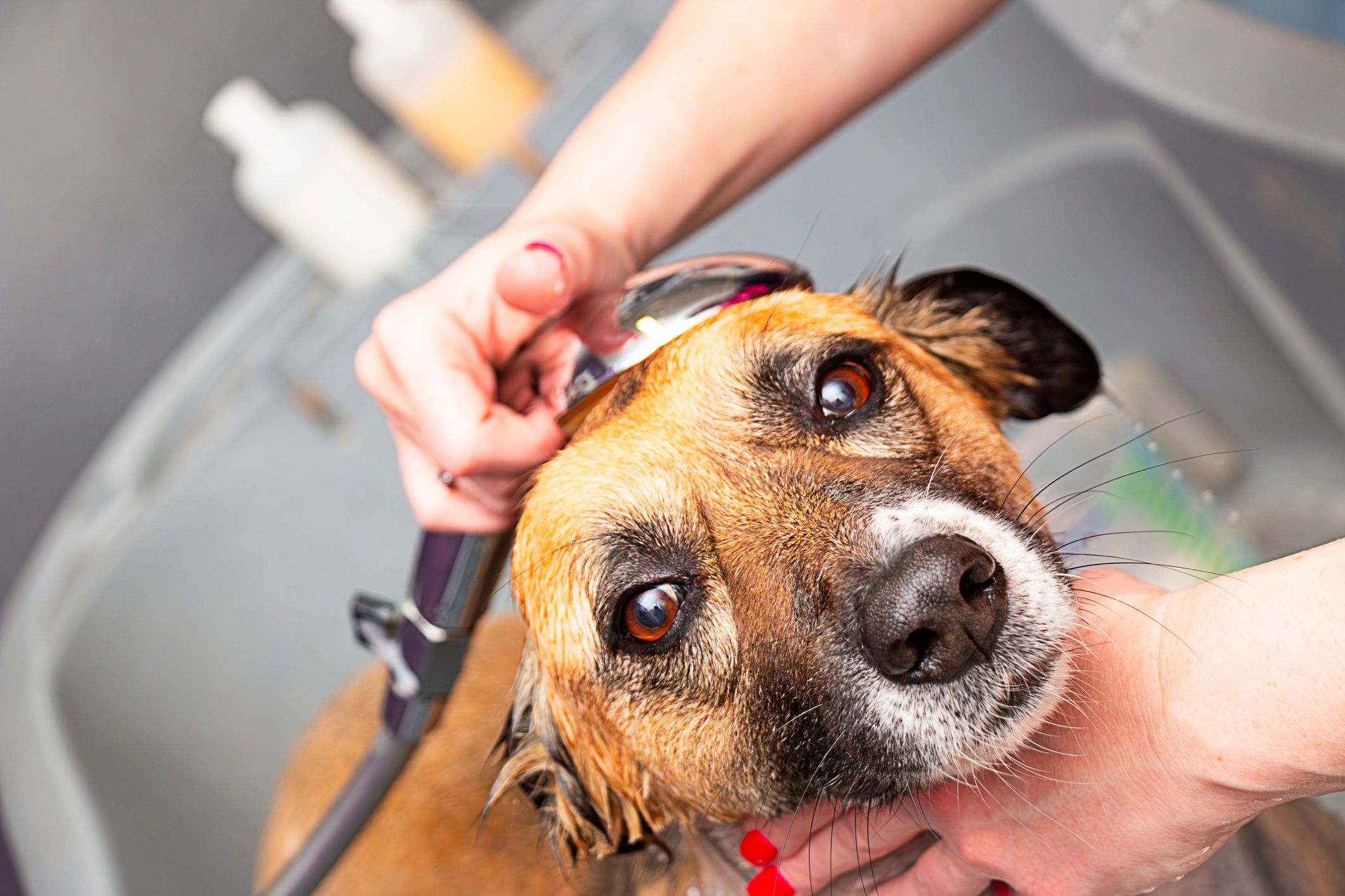 Cathy's Critter Cleaners