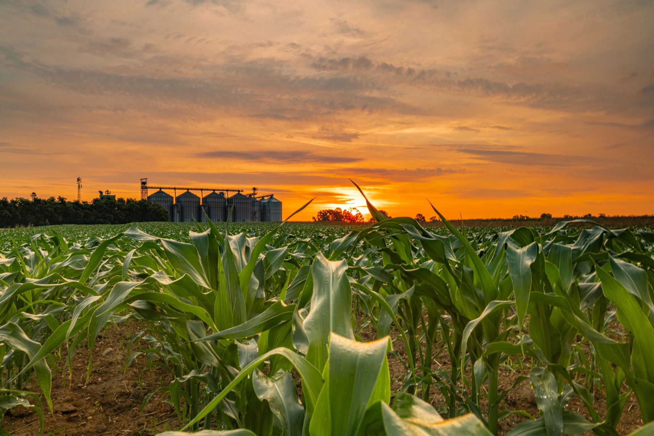 Blue Sky Crop Consulting