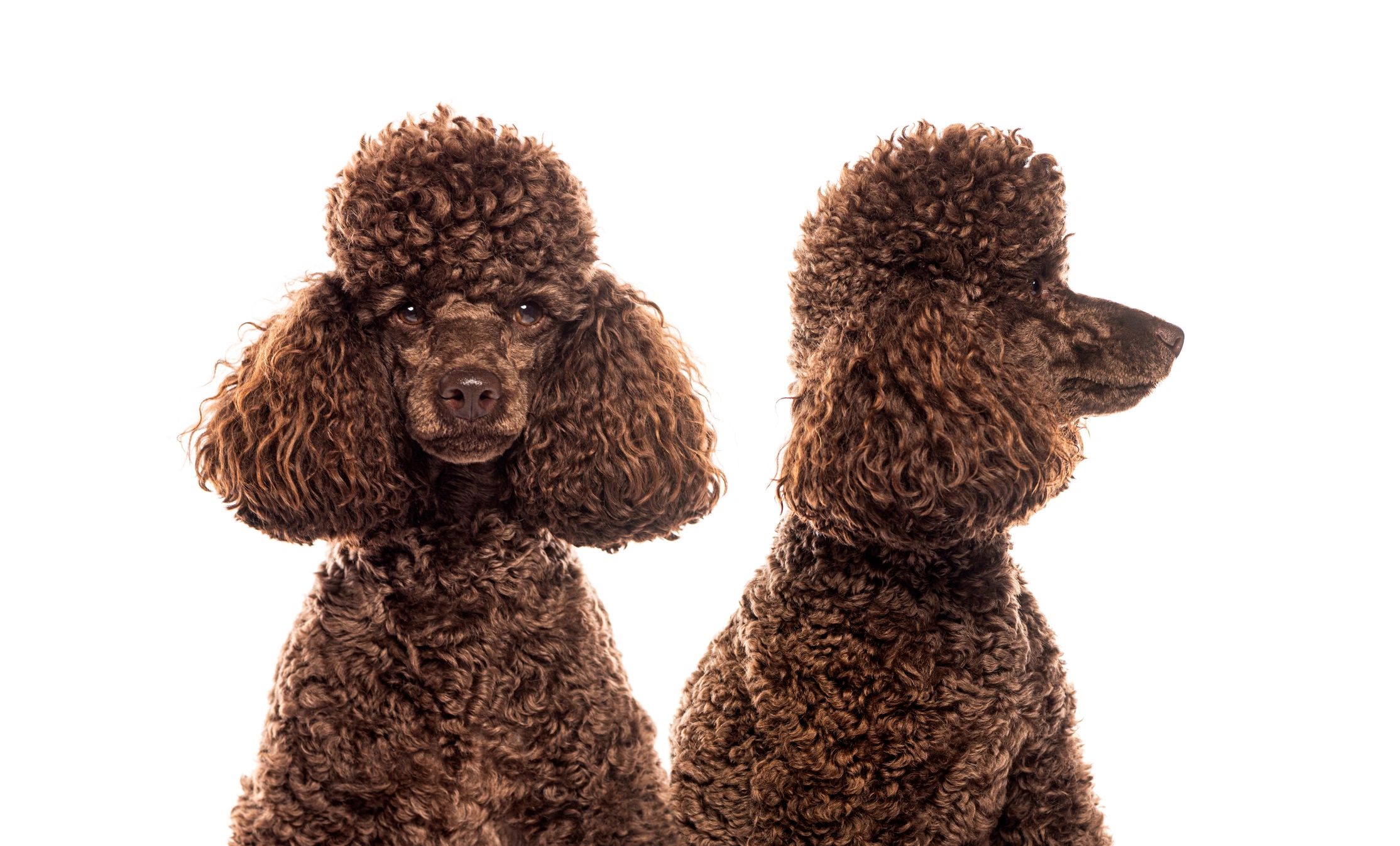 Adopt Standard Poodle & Doodle Puppies from Ethical Breeder