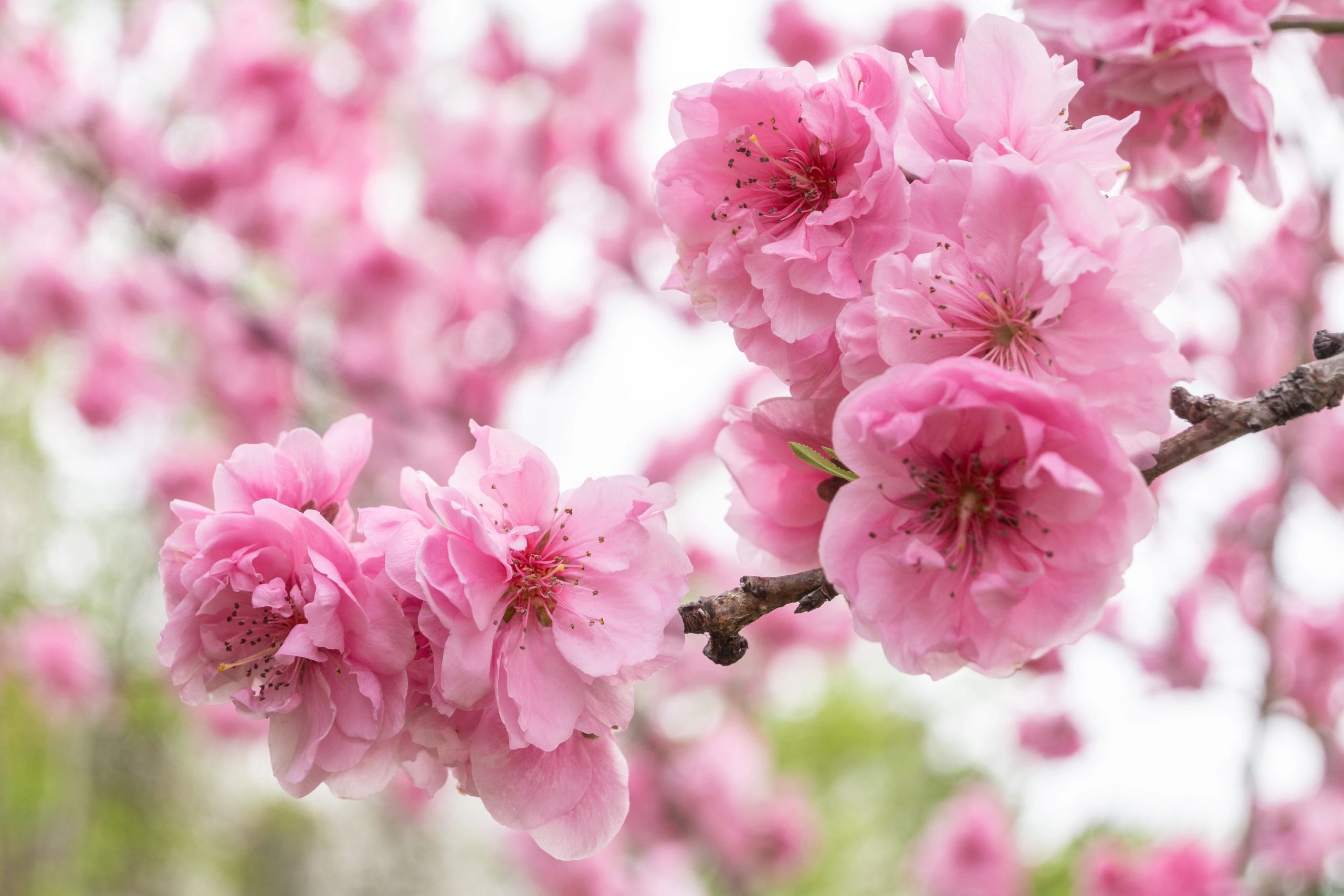 MB Sales and Service