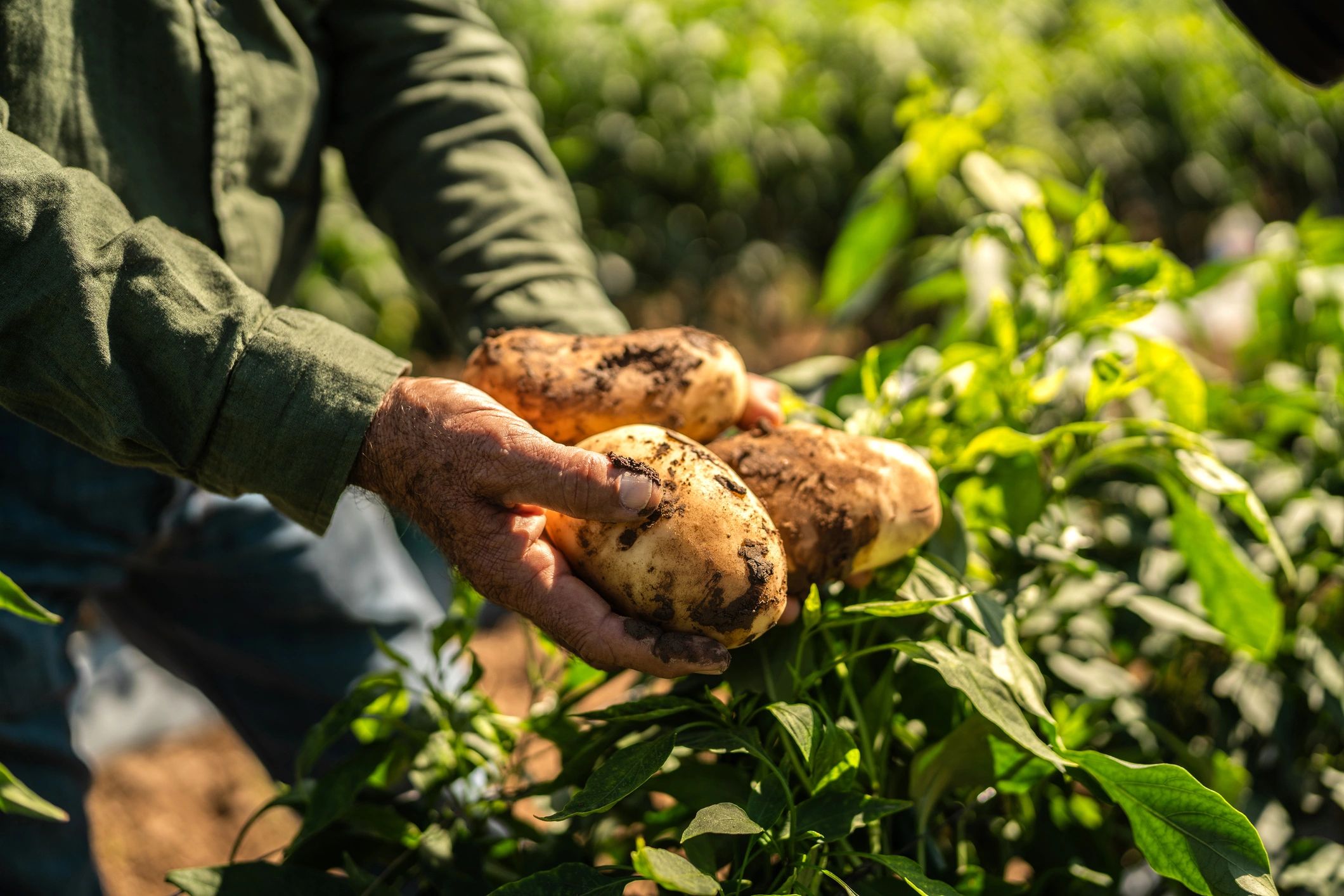 Crowded Table Farms