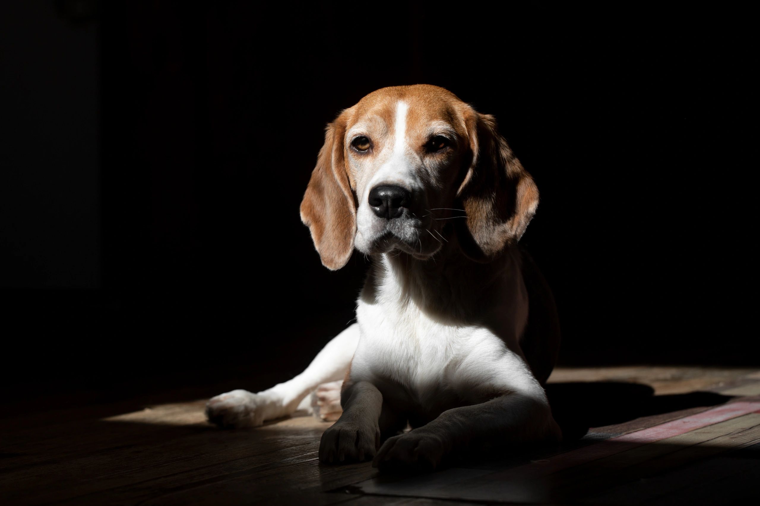 The Beagle Lady - Beagle Trainer, Beagle Training