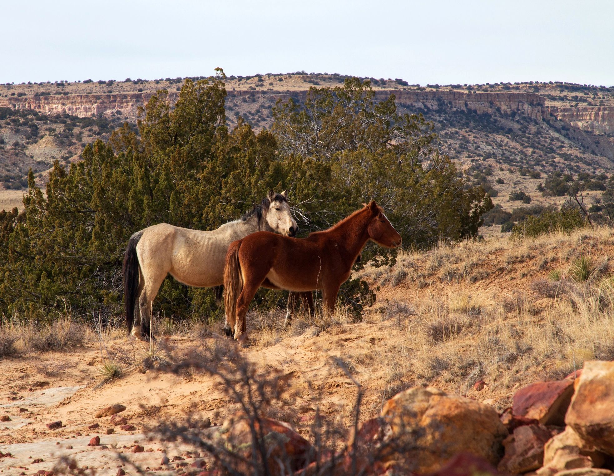 New Mexico Wild Horses