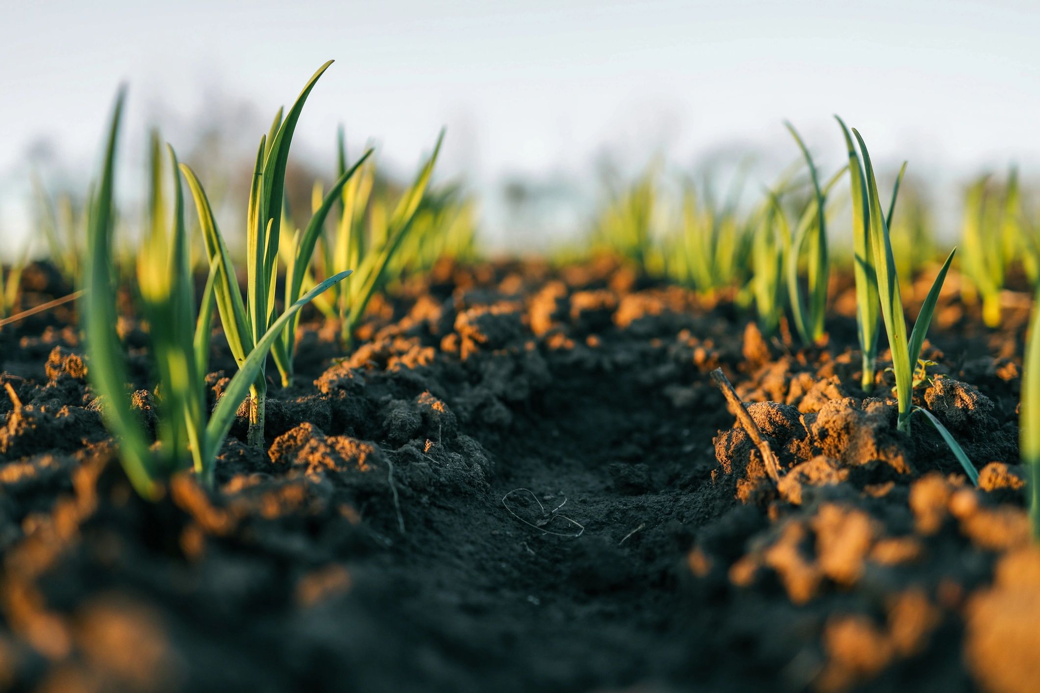 About Compost | GreenGanic