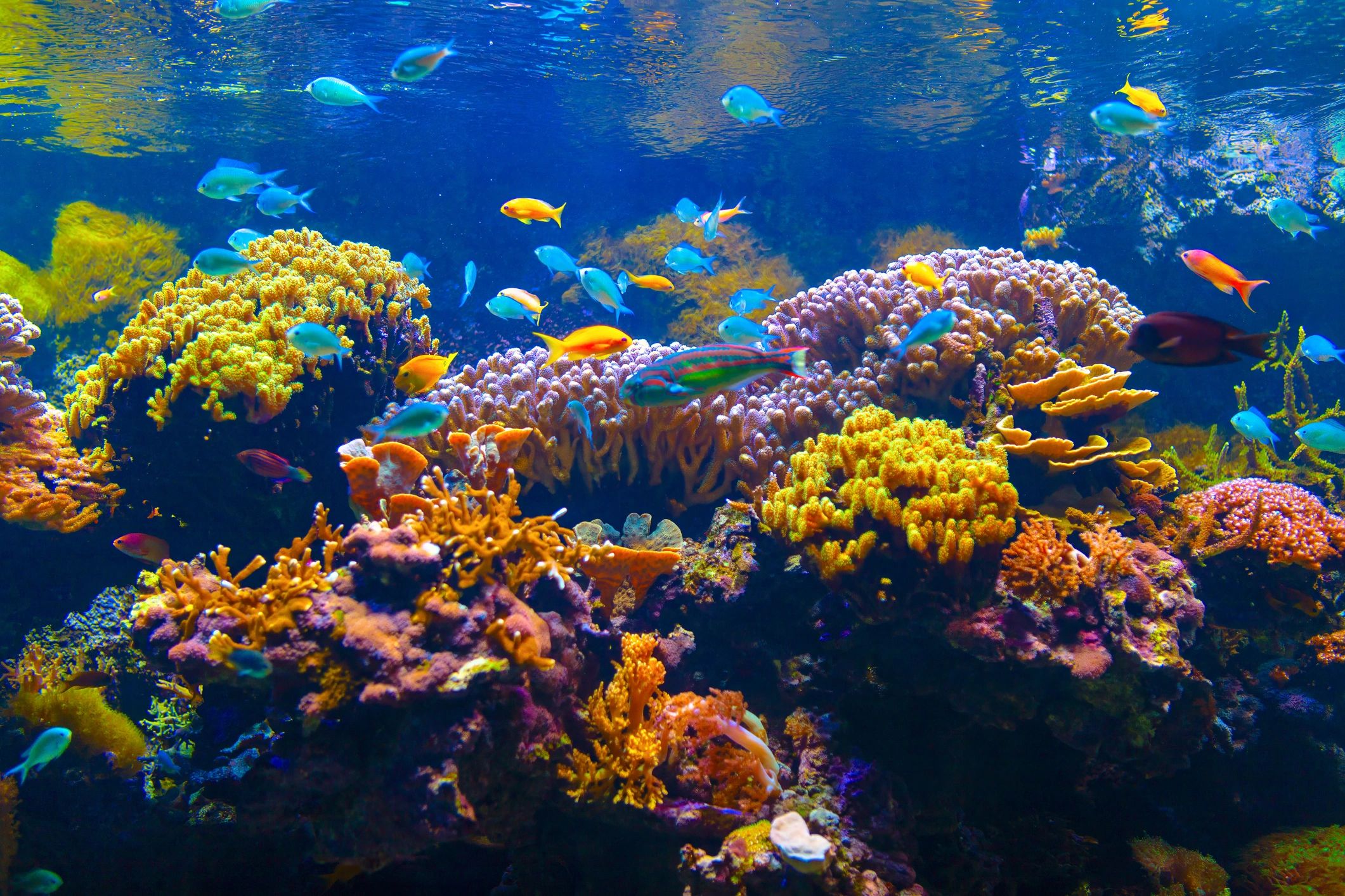 Buy Affordable Live Corals & Aqua Cultured Coral