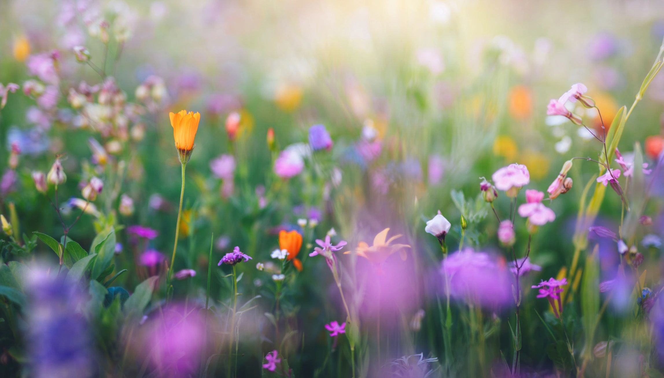 Home | Moodra Wellness - Mobile Wellness App