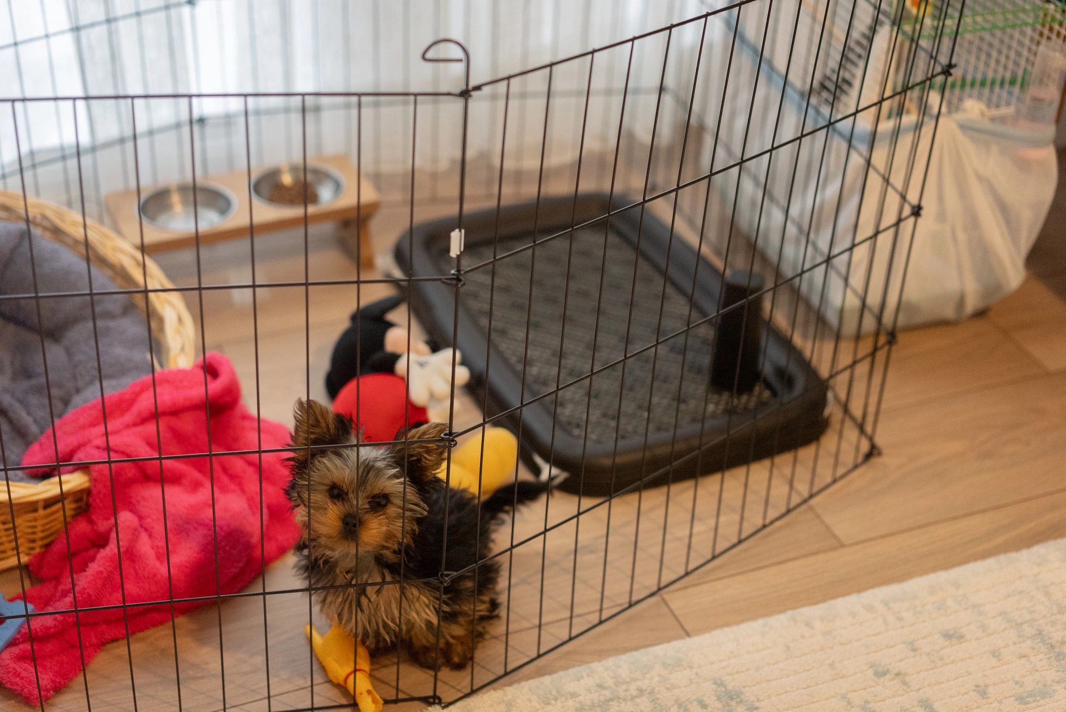 Golden Tea Cup Kennel