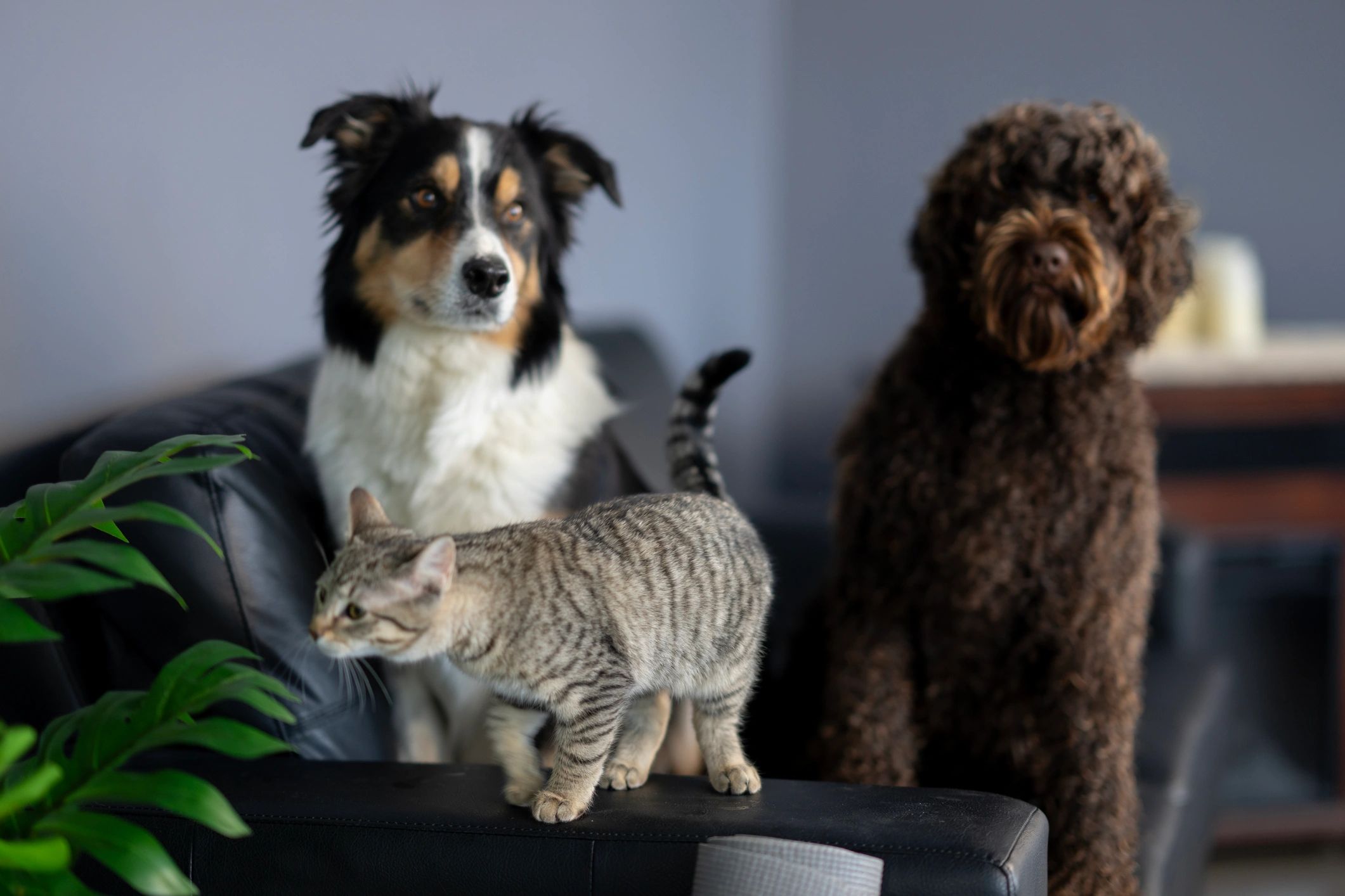 Expert Pet Care Services for Happy Pets